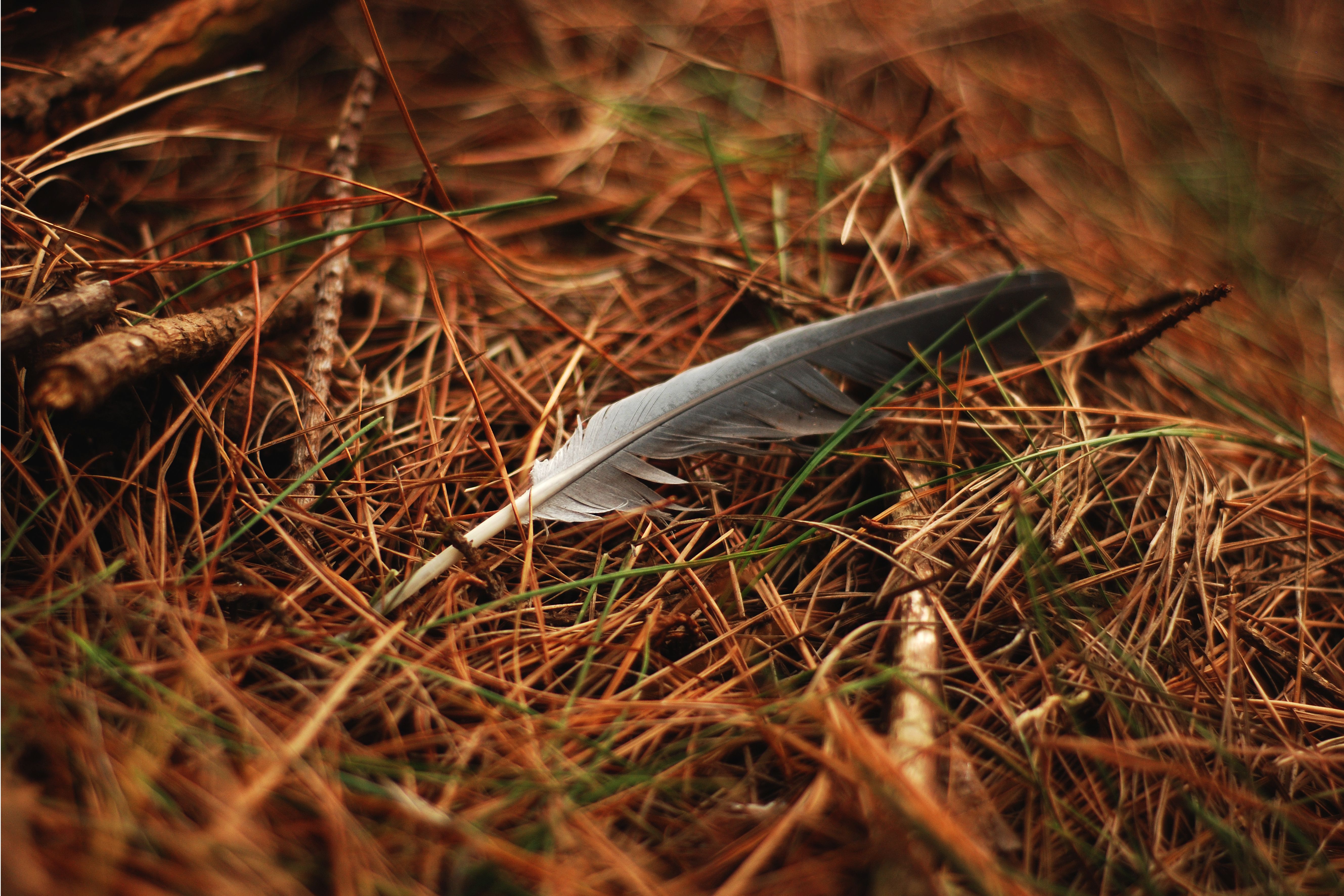 Pluma Sobre Pasto Marrón · Fotos de stock gratuitas