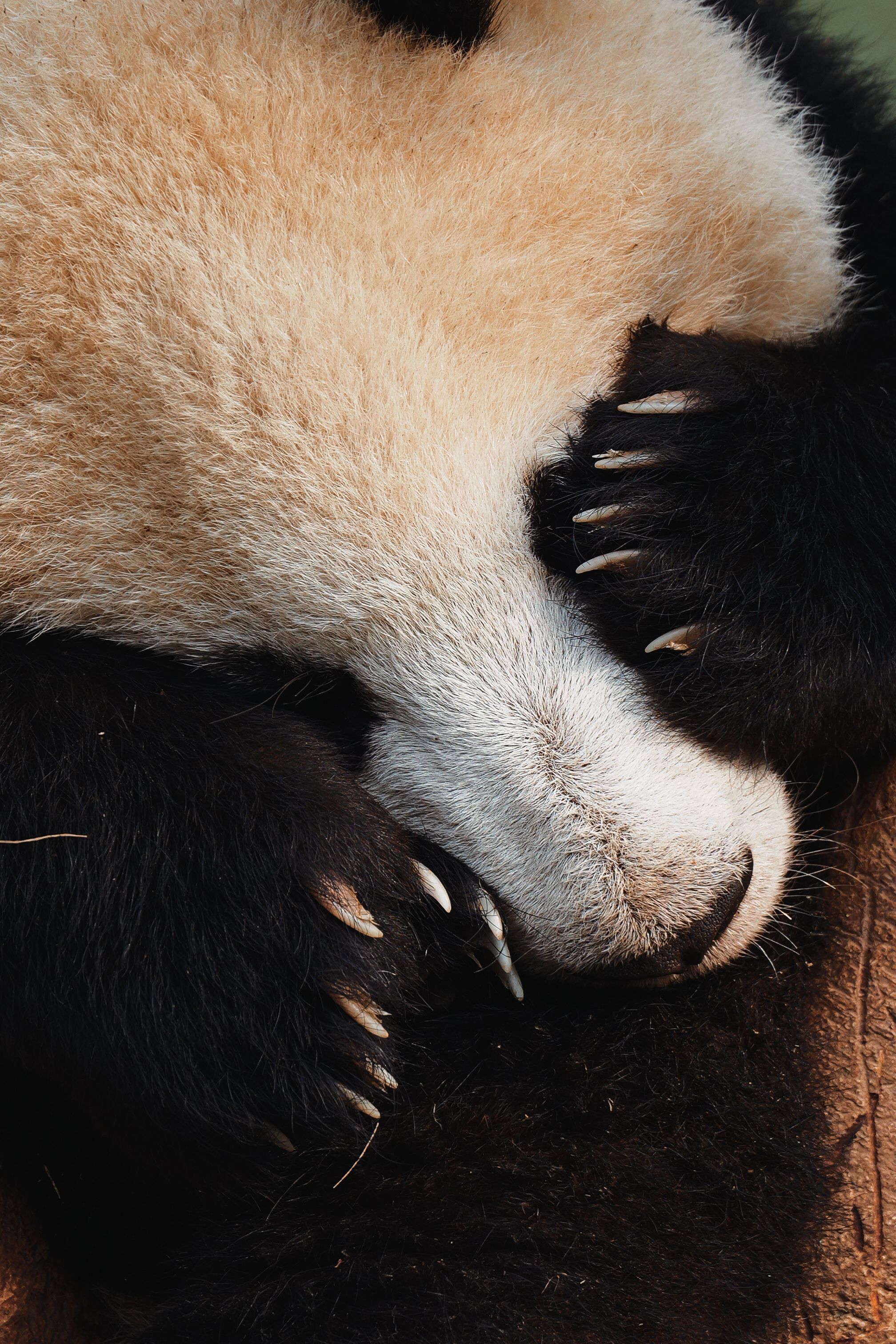 Live Wallpaper Kung Fu Panda Photos, Download The BEST Free Live ...