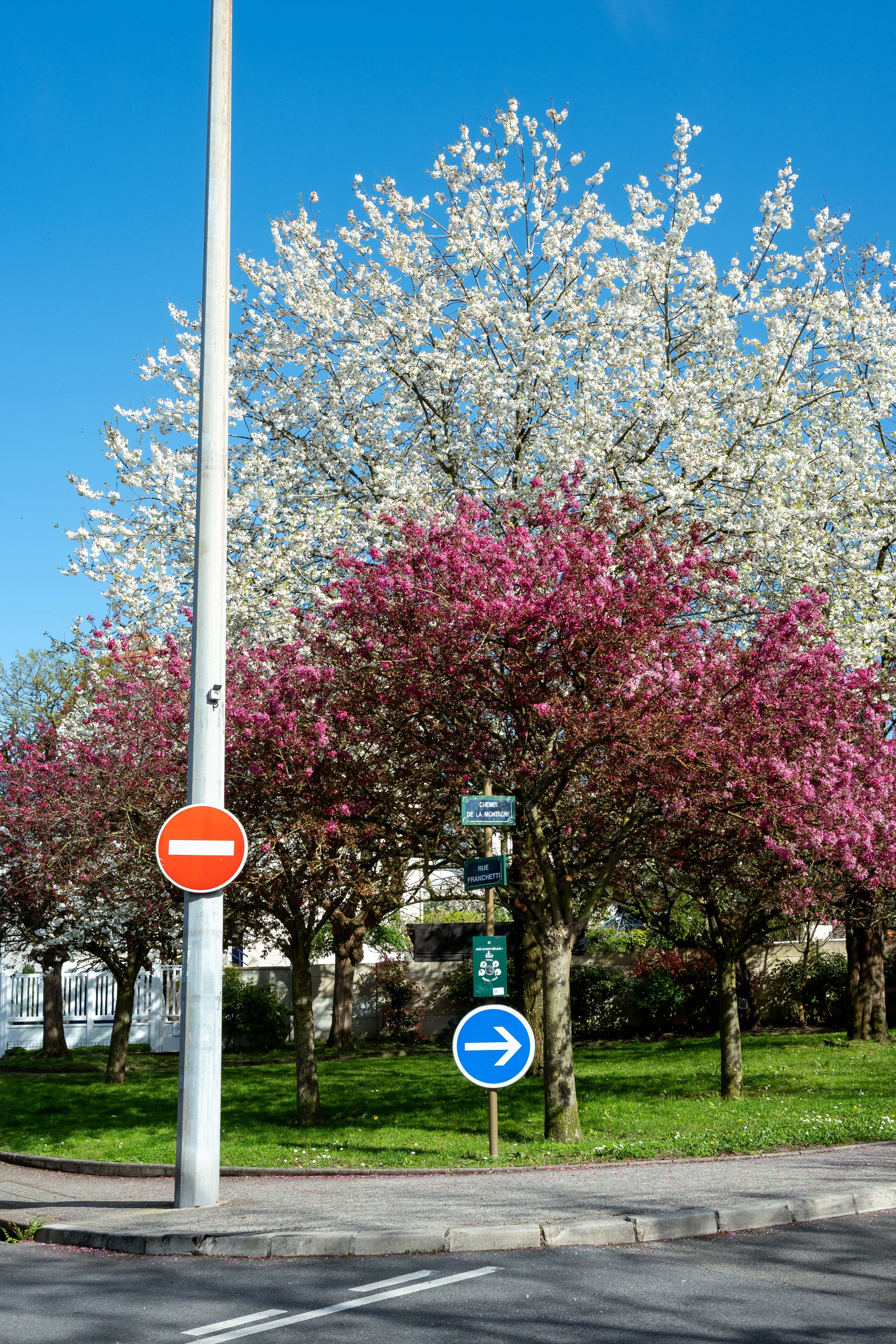 Spring Blossoms with Traffic Signs in Urban Park · Free Stock Photo