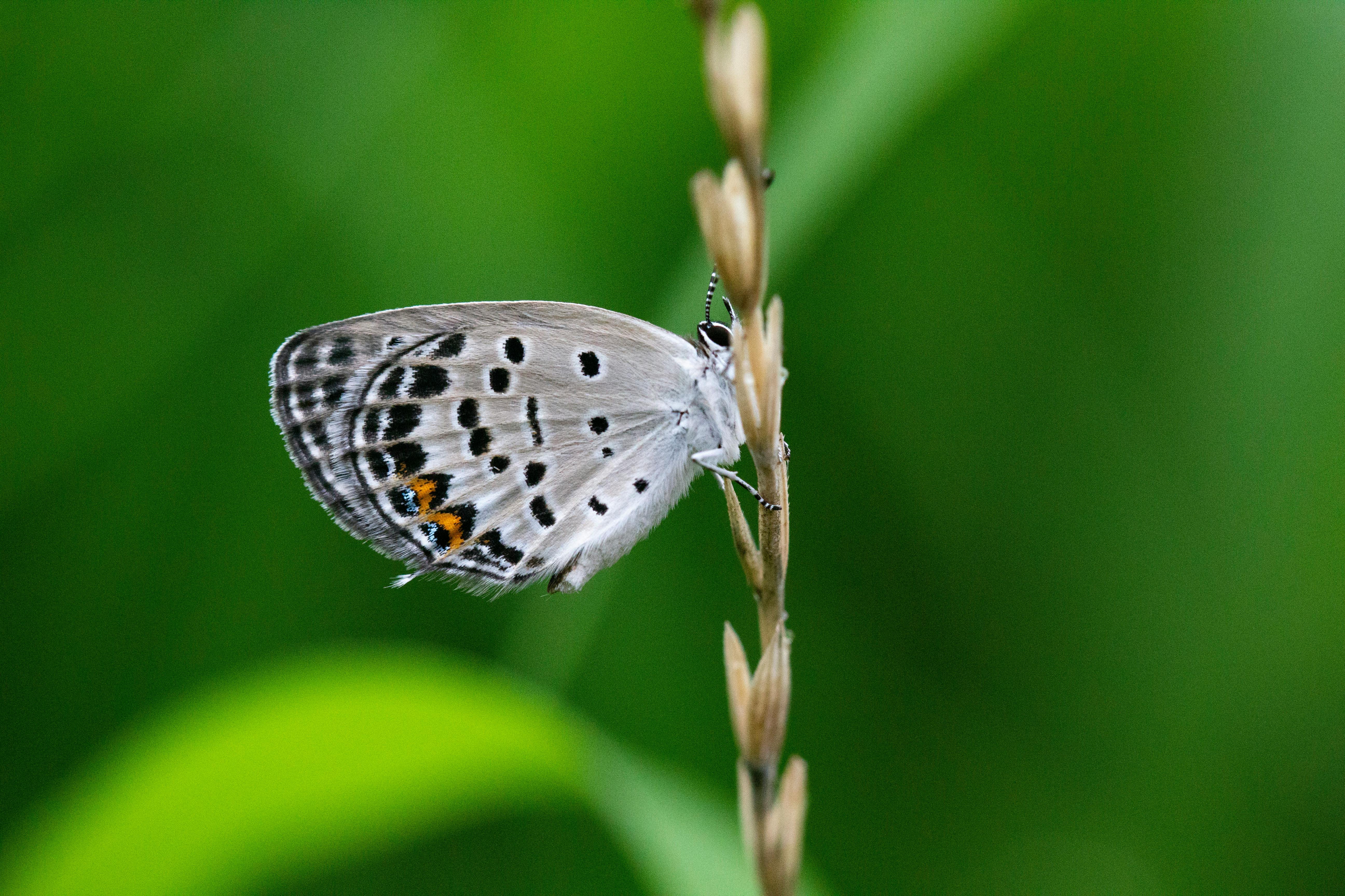 Free stock photo of an insect, butterfly, green