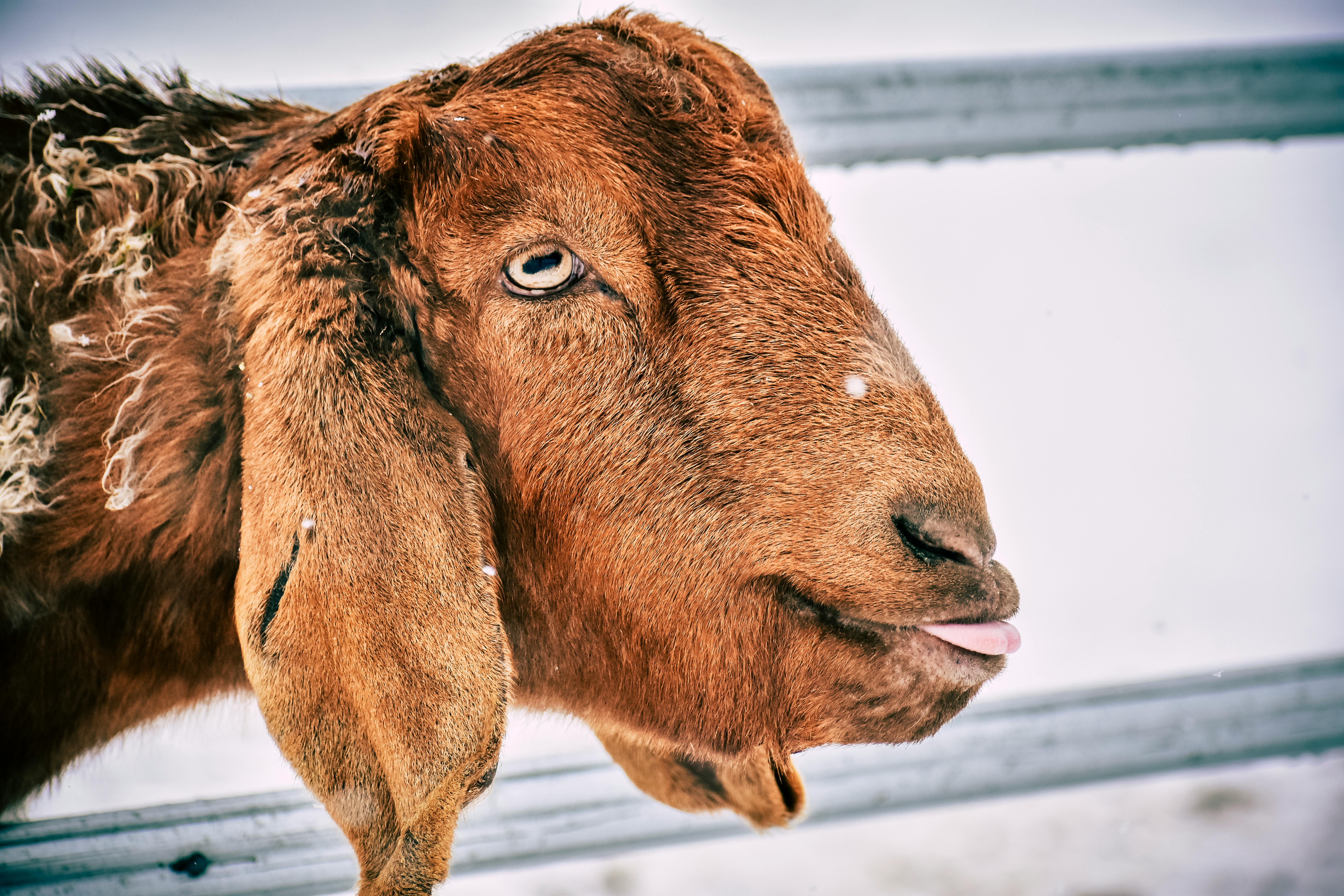 Curled Ear Photos, Download The BEST Free Curled Ear Stock Photos & HD ...