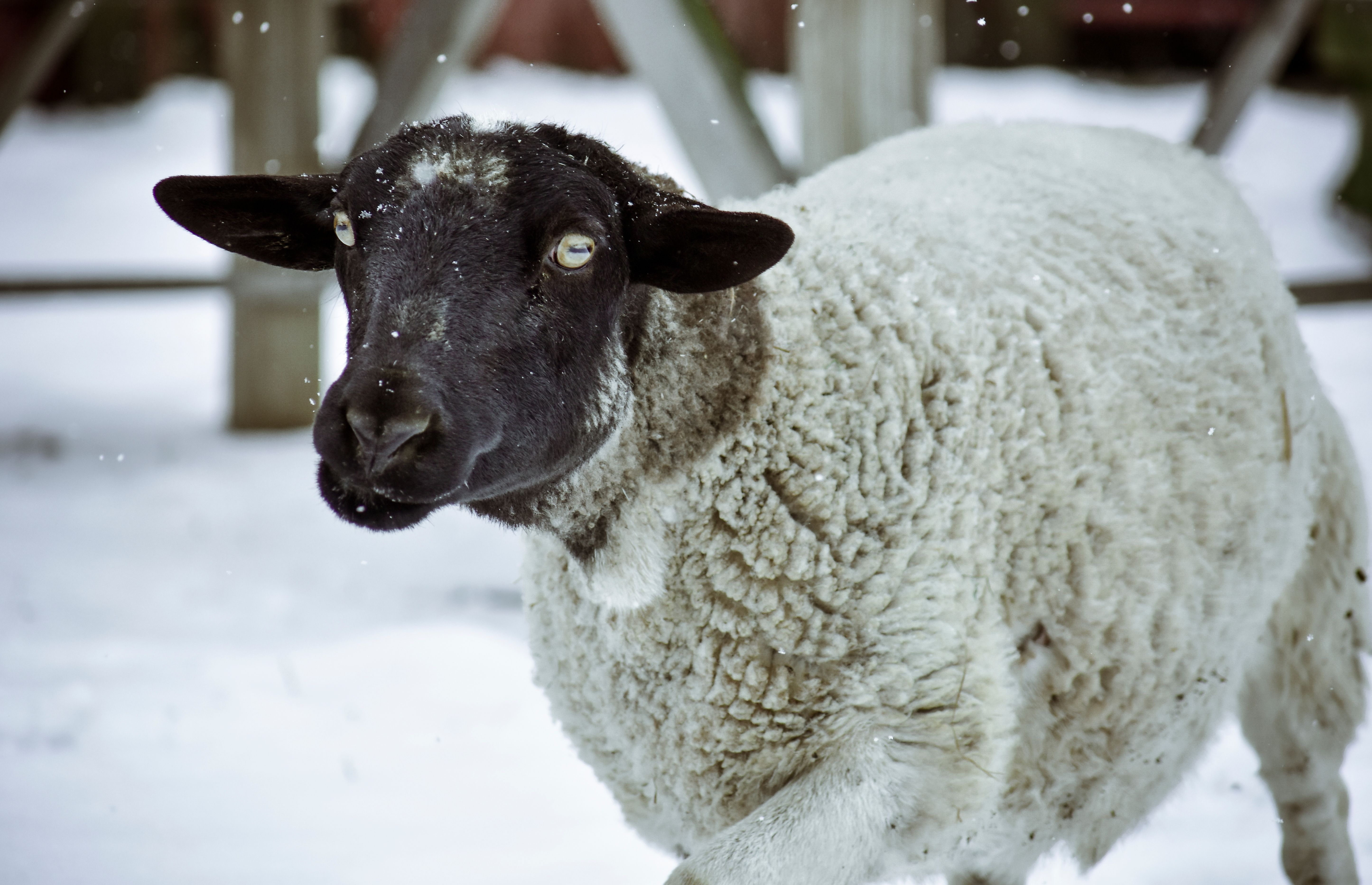 Dark Faced Sheep Photos, Download The BEST Free Dark Faced Sheep Stock ...