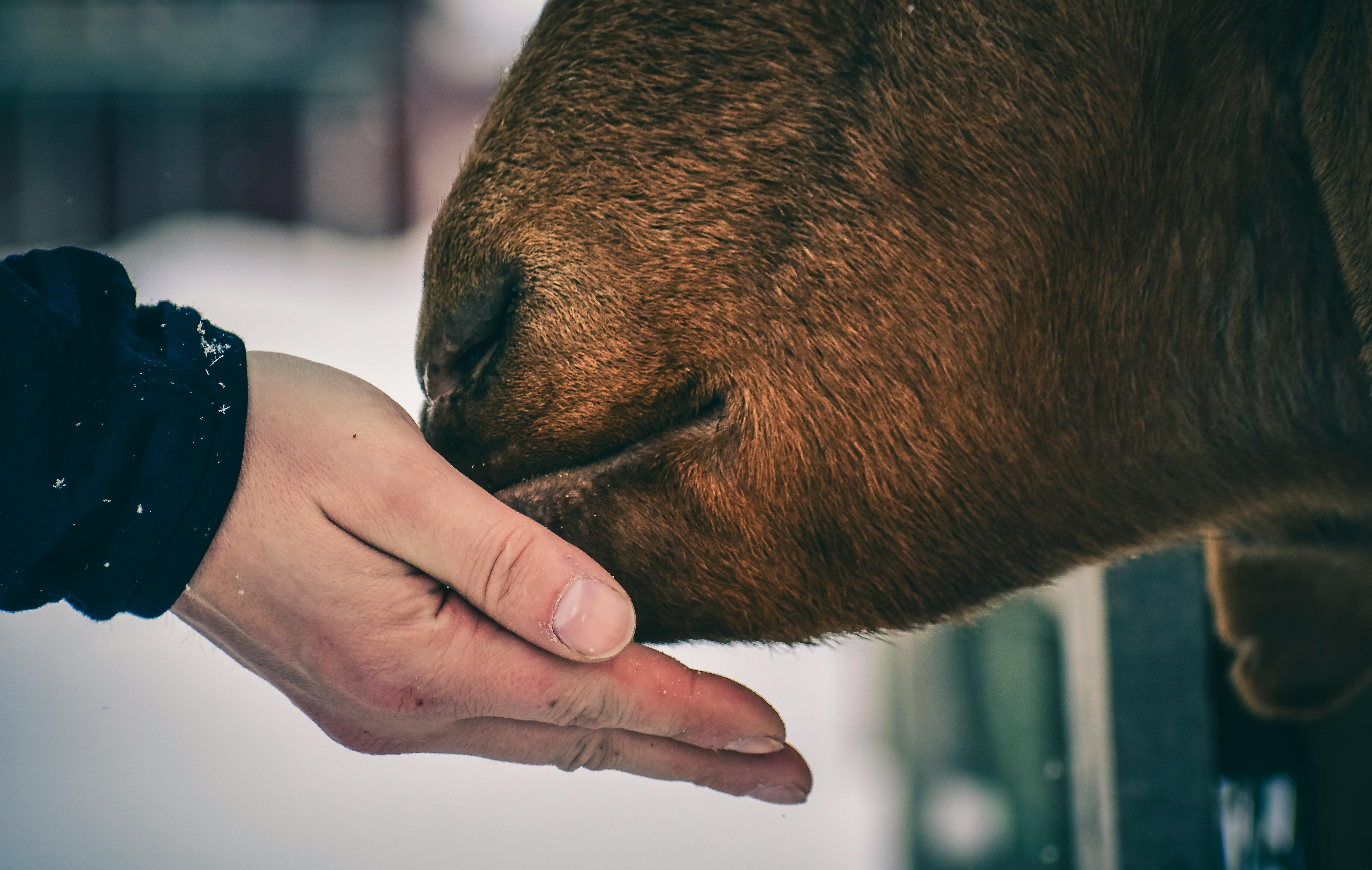 Man feeding brown cow with hand · Free Stock Photo