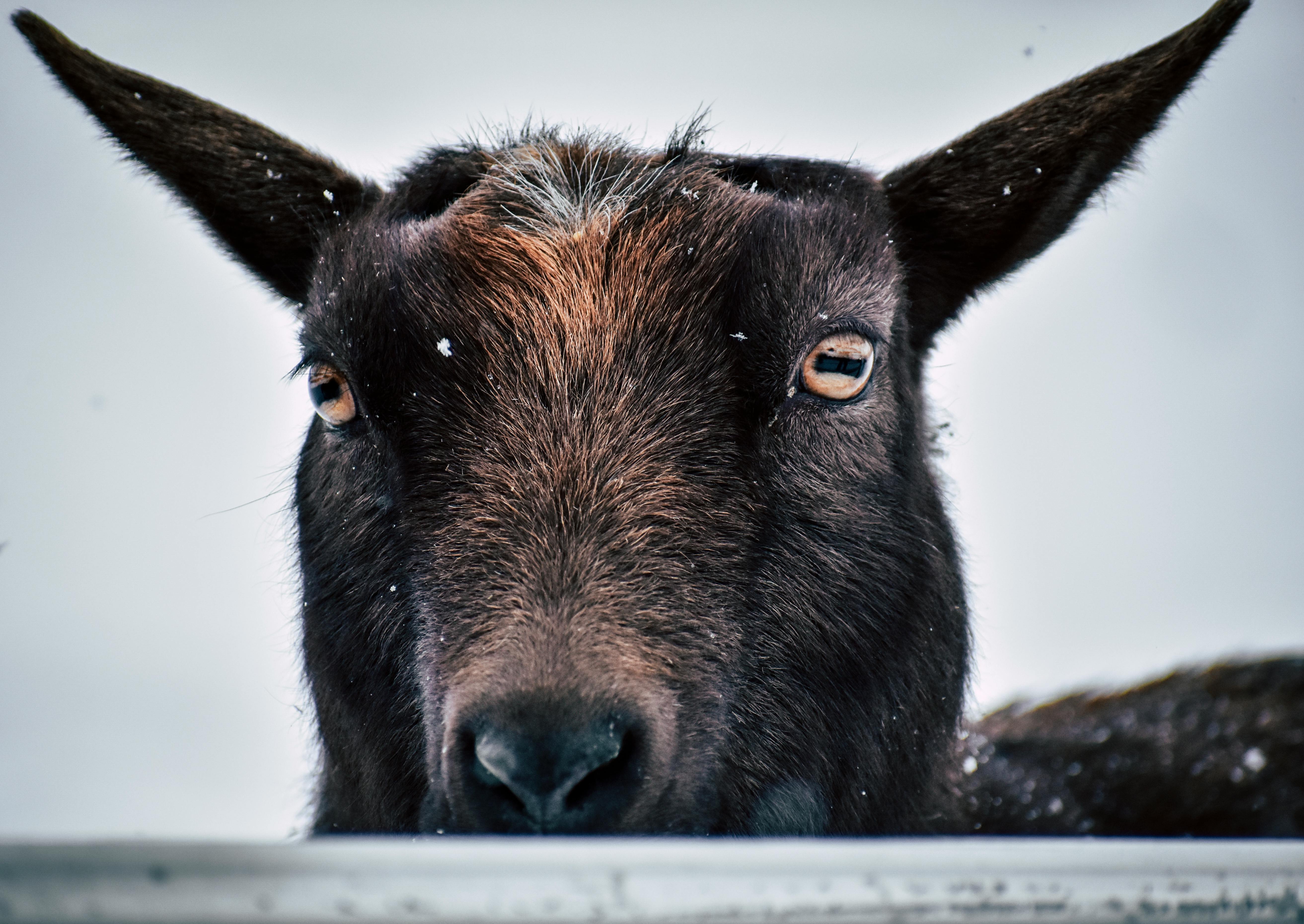 Black and Brown Animal Head · Free Stock Photo