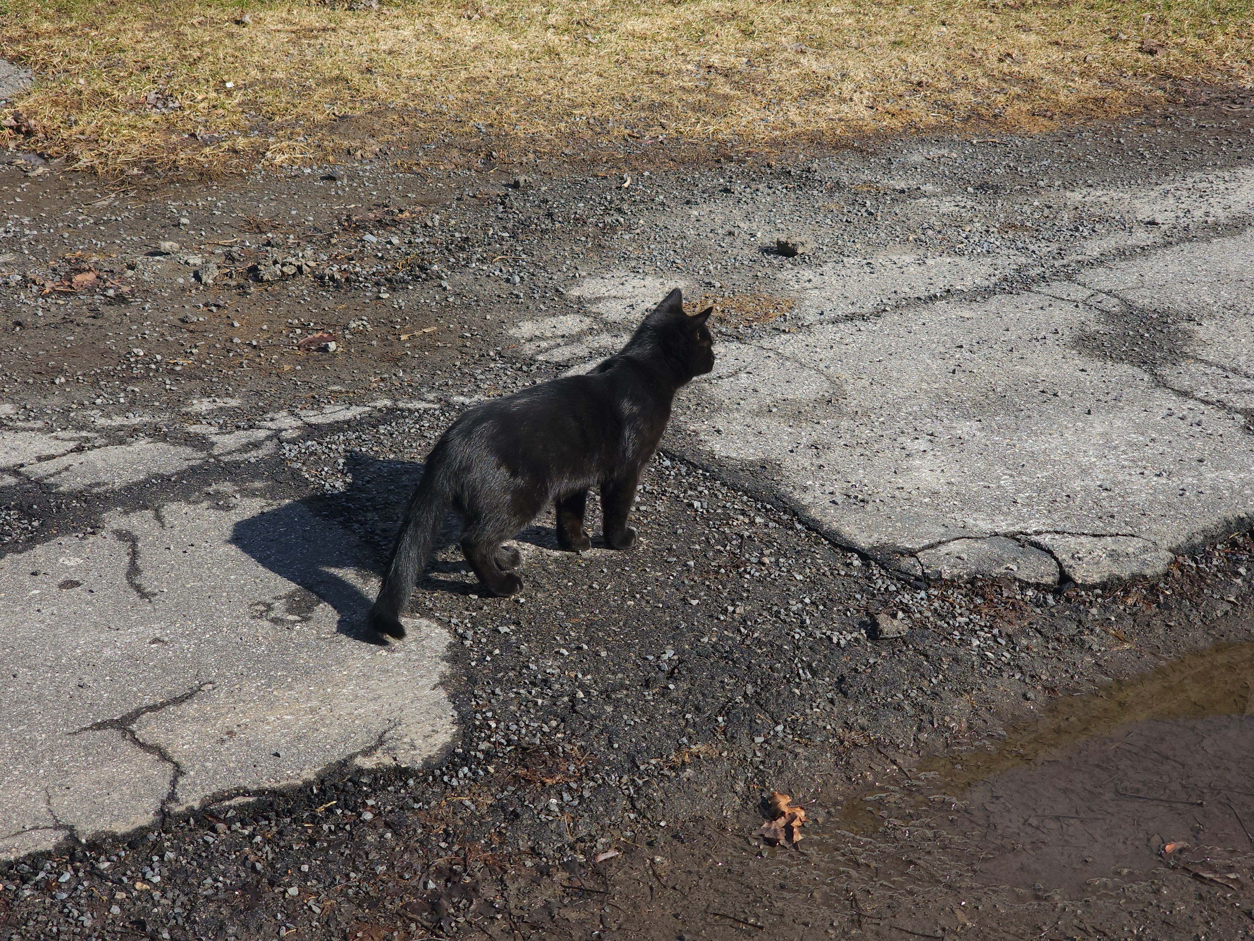 774+Cat+Leaks Photos, Download The BEST Free 774+Cat+Leaks Stock Photos ...