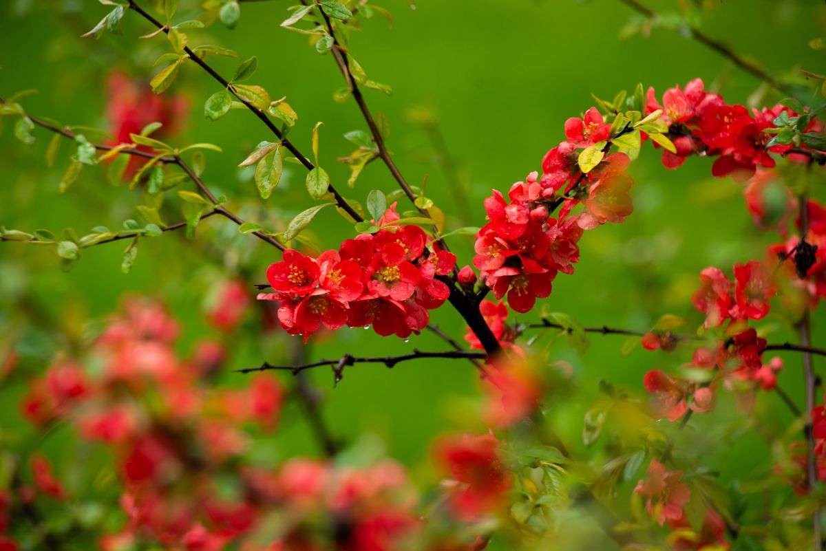 Best Flowering Shrubs 2026 Year-Round Color in Your Garden