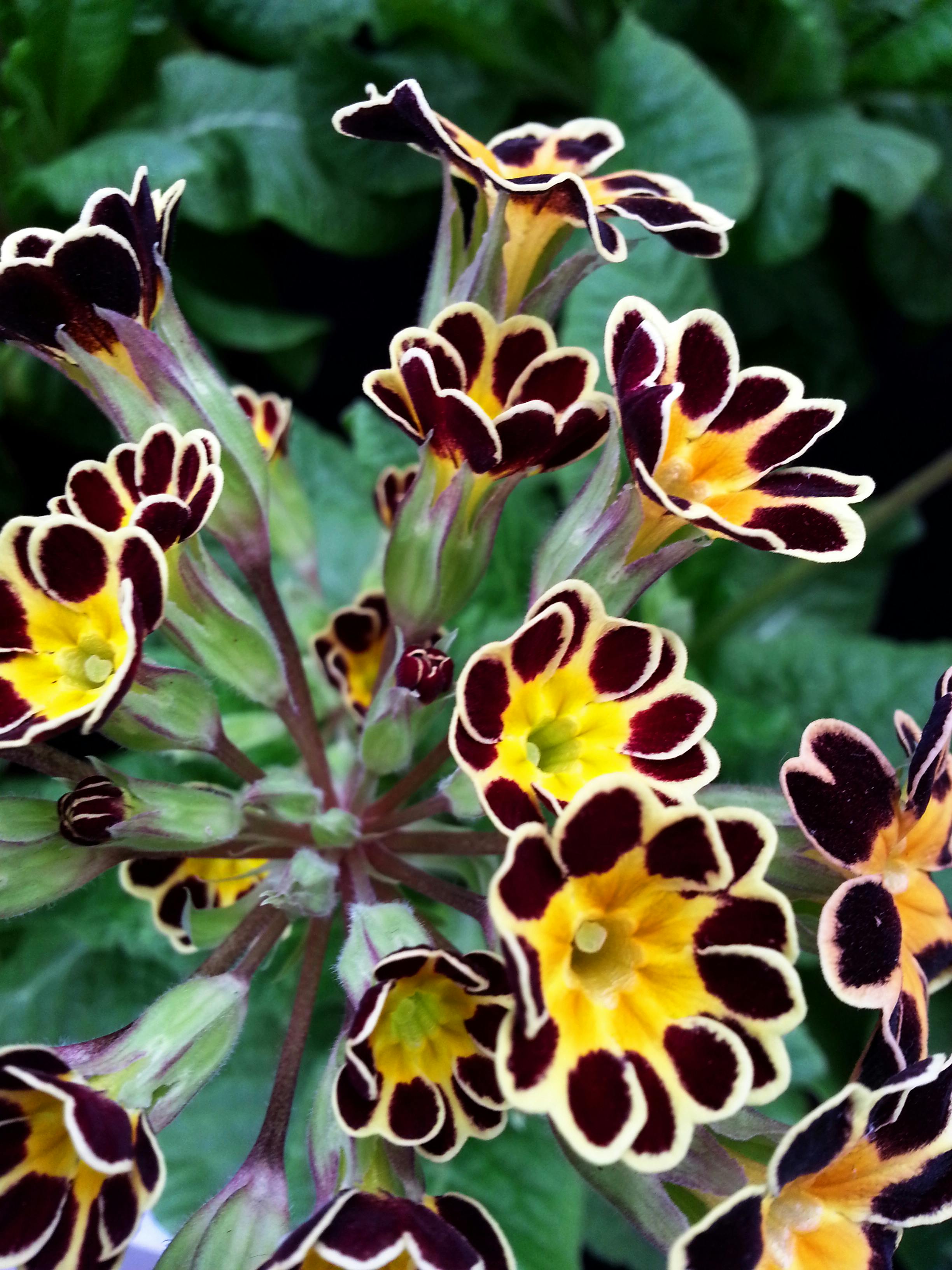 Alexandra Johansson - 사진