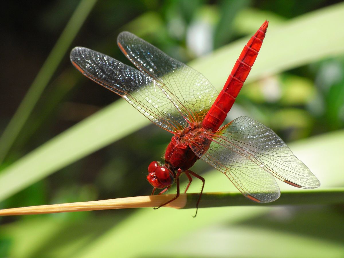 Dragonfly Photos, Download The BEST Free Dragonfly Stock Photos & HD Images