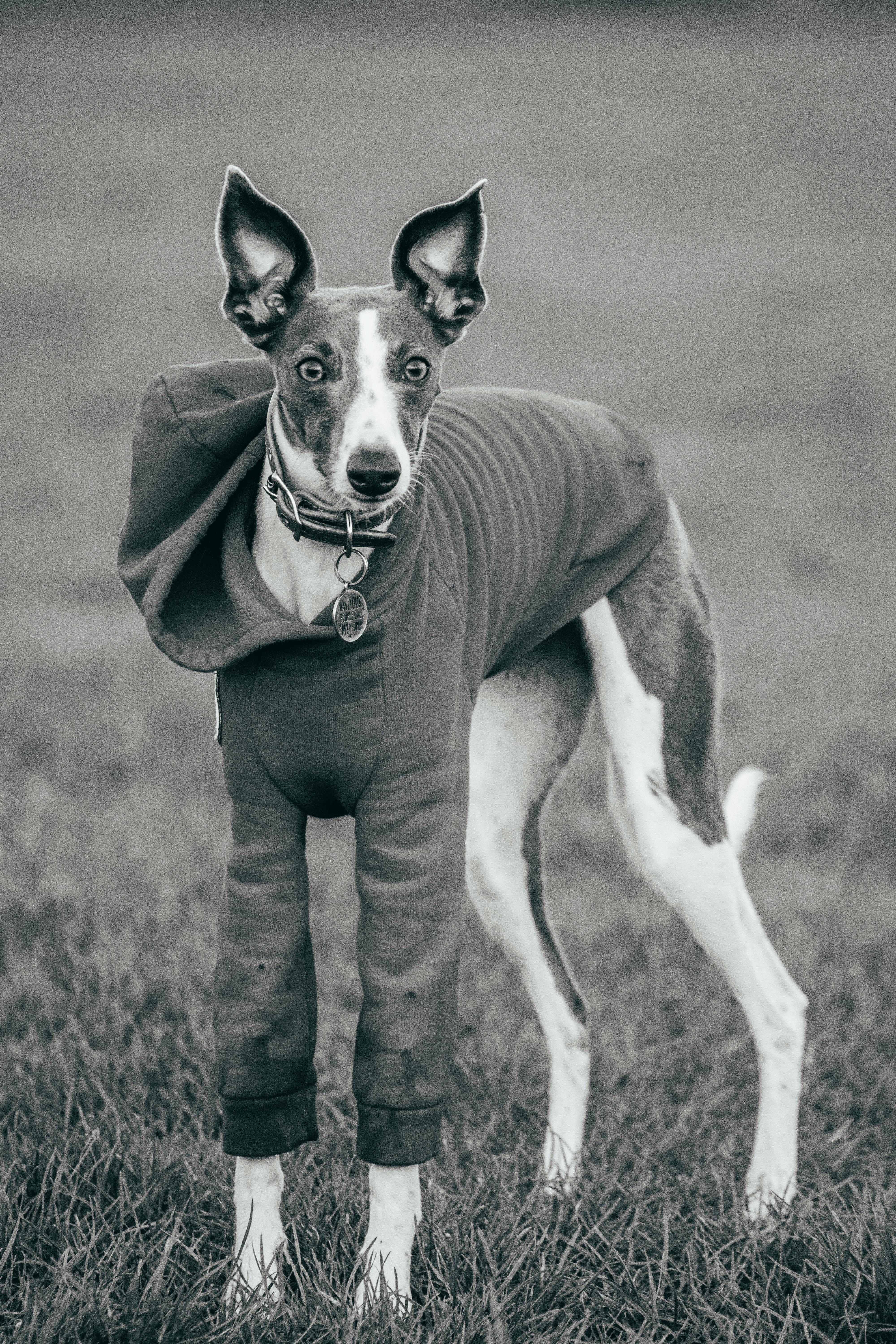 Grayscale Photo of a Dog in Grass Field · Free Stock Photo