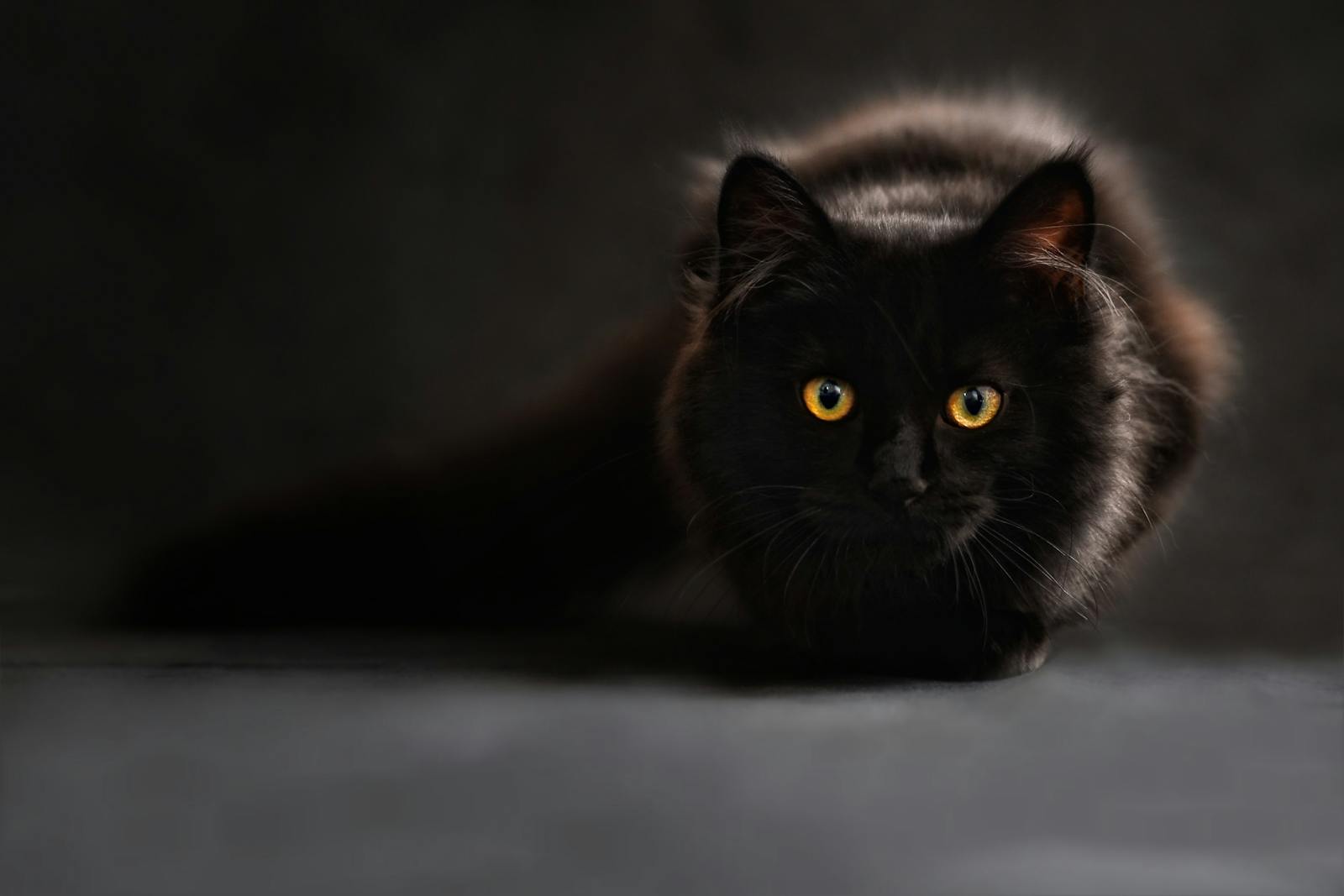 500,000+ Best Black Cat Photos · 100% Free Download · Pexels Stock Photos