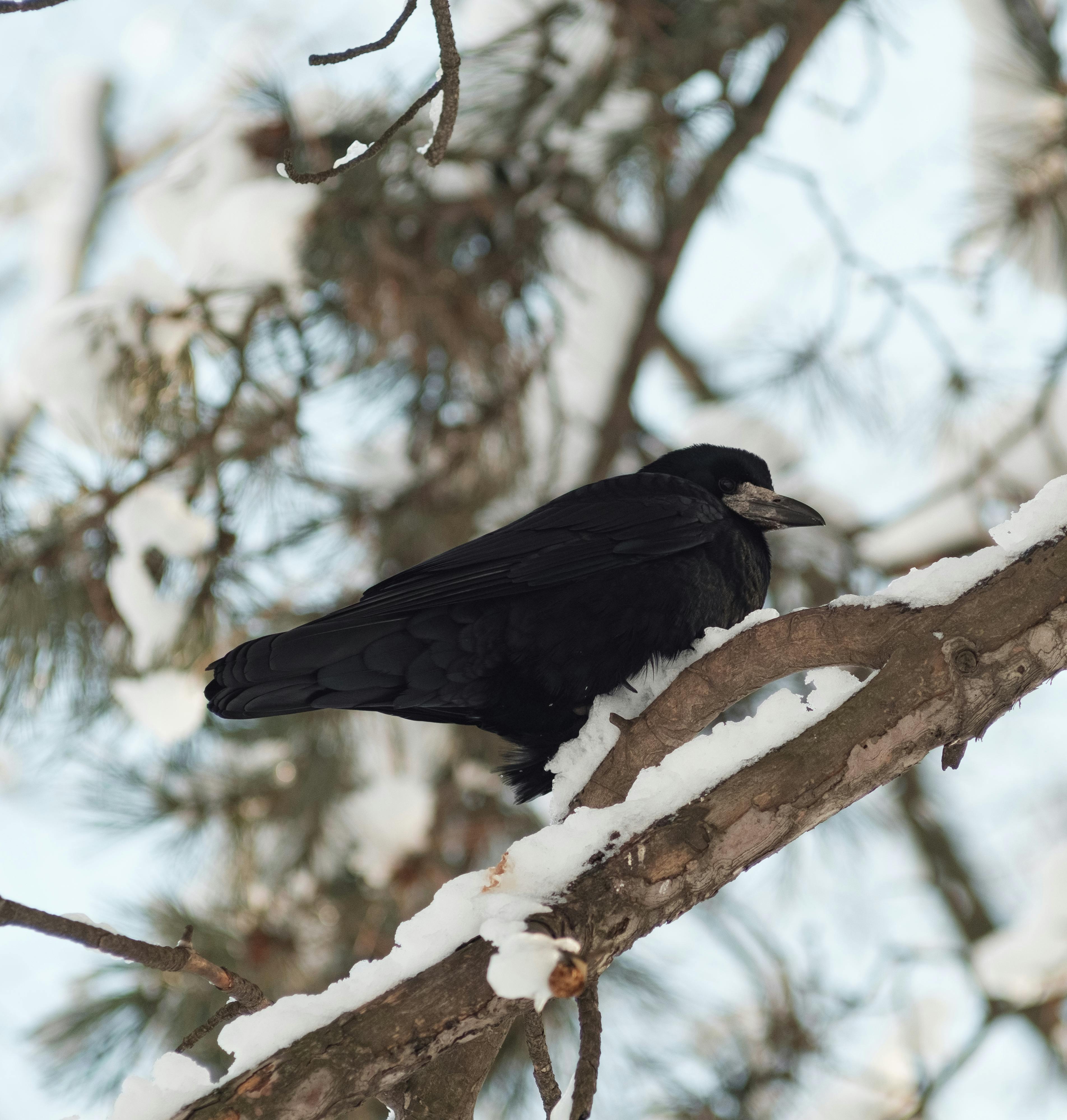 Black Bird on Tree Branch · Free Stock Photo