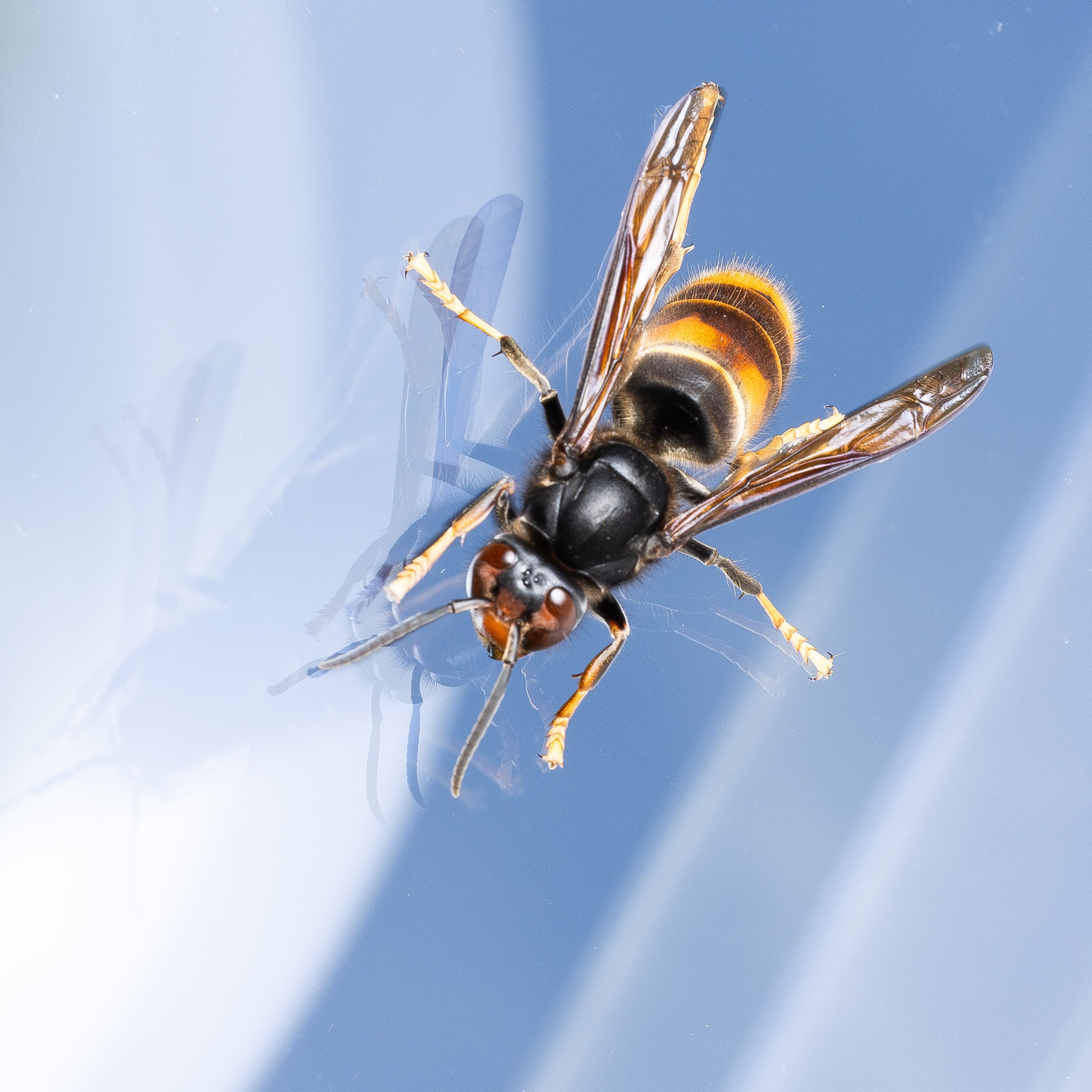 Hornet+And+Knight+Fanart Photos, Download The BEST Free Hornet+And ...