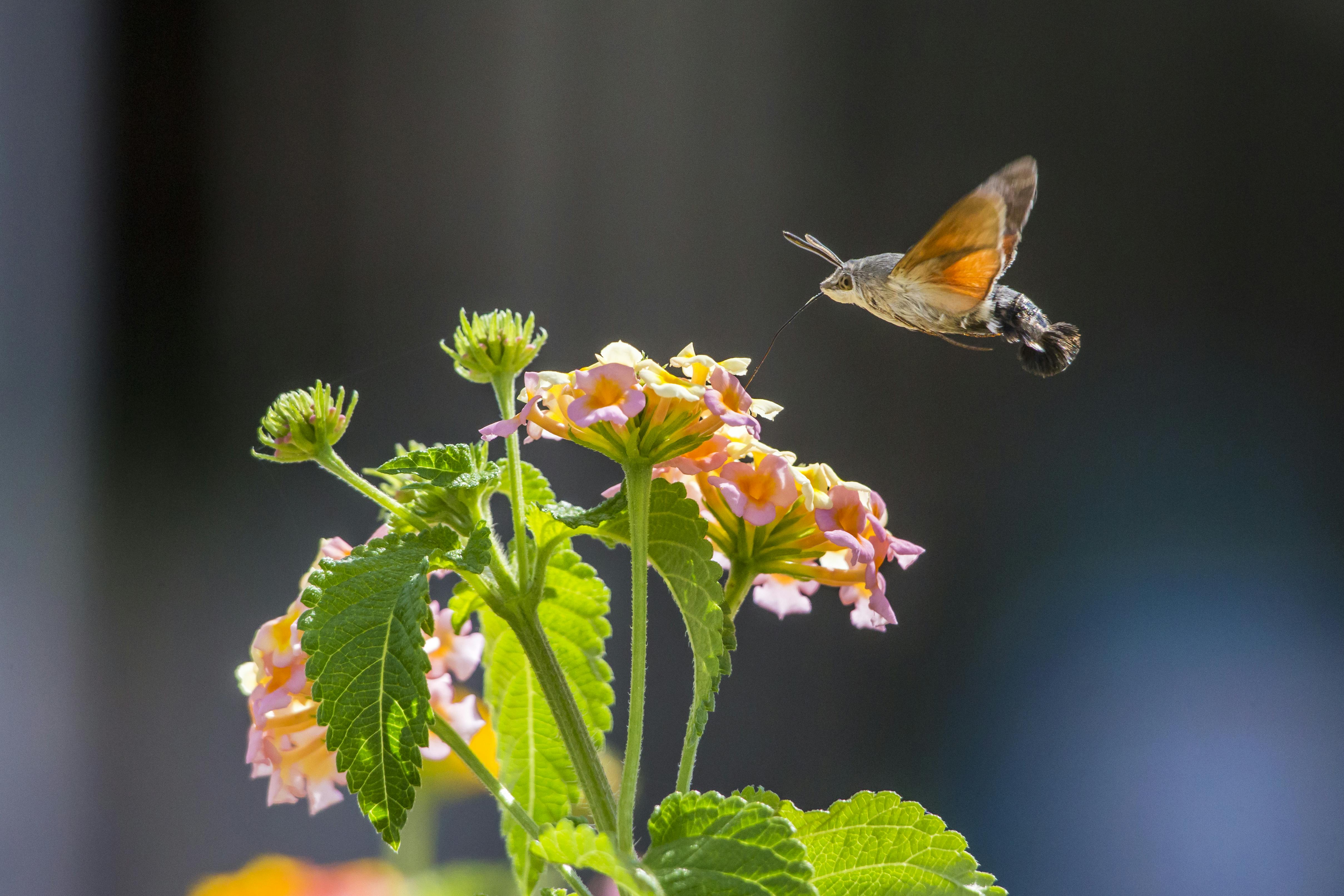 Close-up of a Hummingbird Flying · Free Stock Photo
