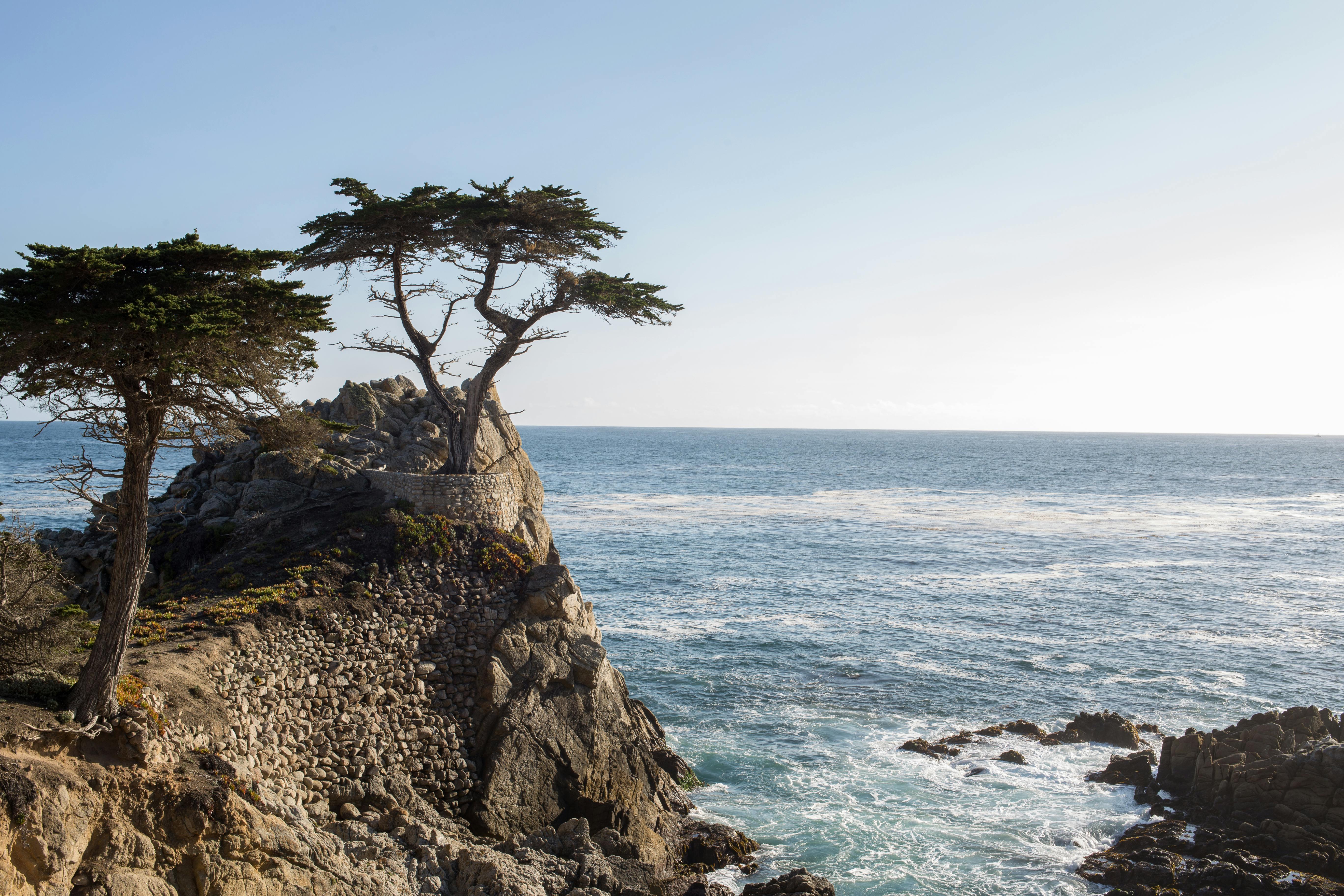 Green Tree on Cliff Near Sea Water · Free Stock Photo