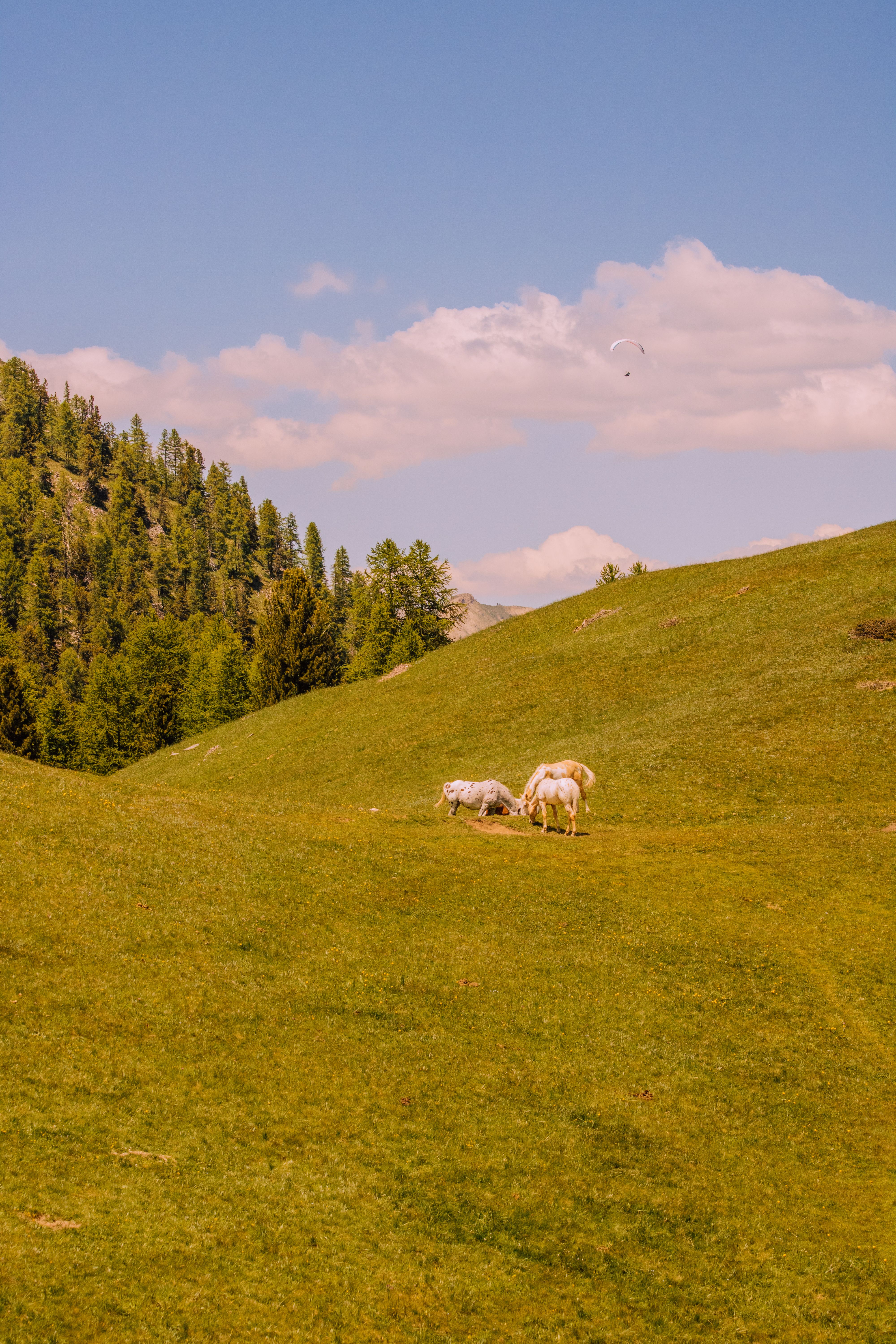 Forests, Nature, Blue Skies, White Clouds, Animals, Grasslands Photos ...