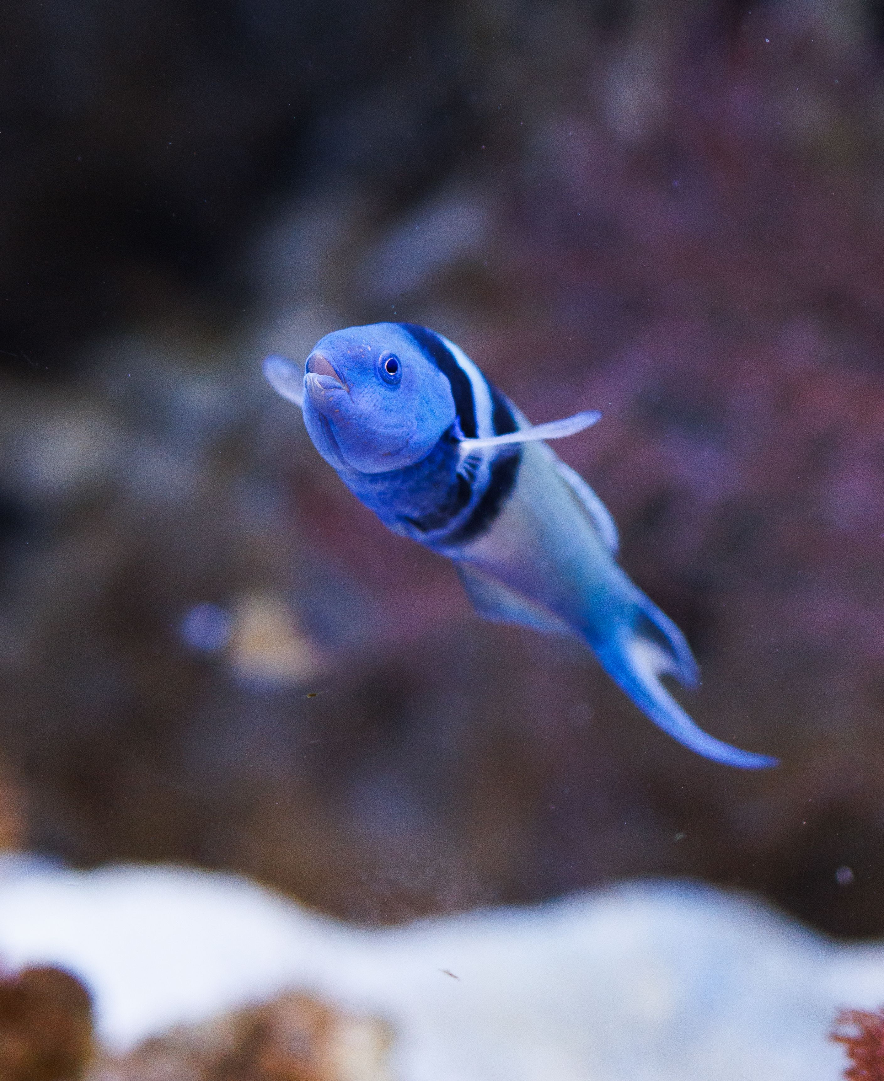 Vibrant Blue Fish Swimming Underwater · Free Stock Photo