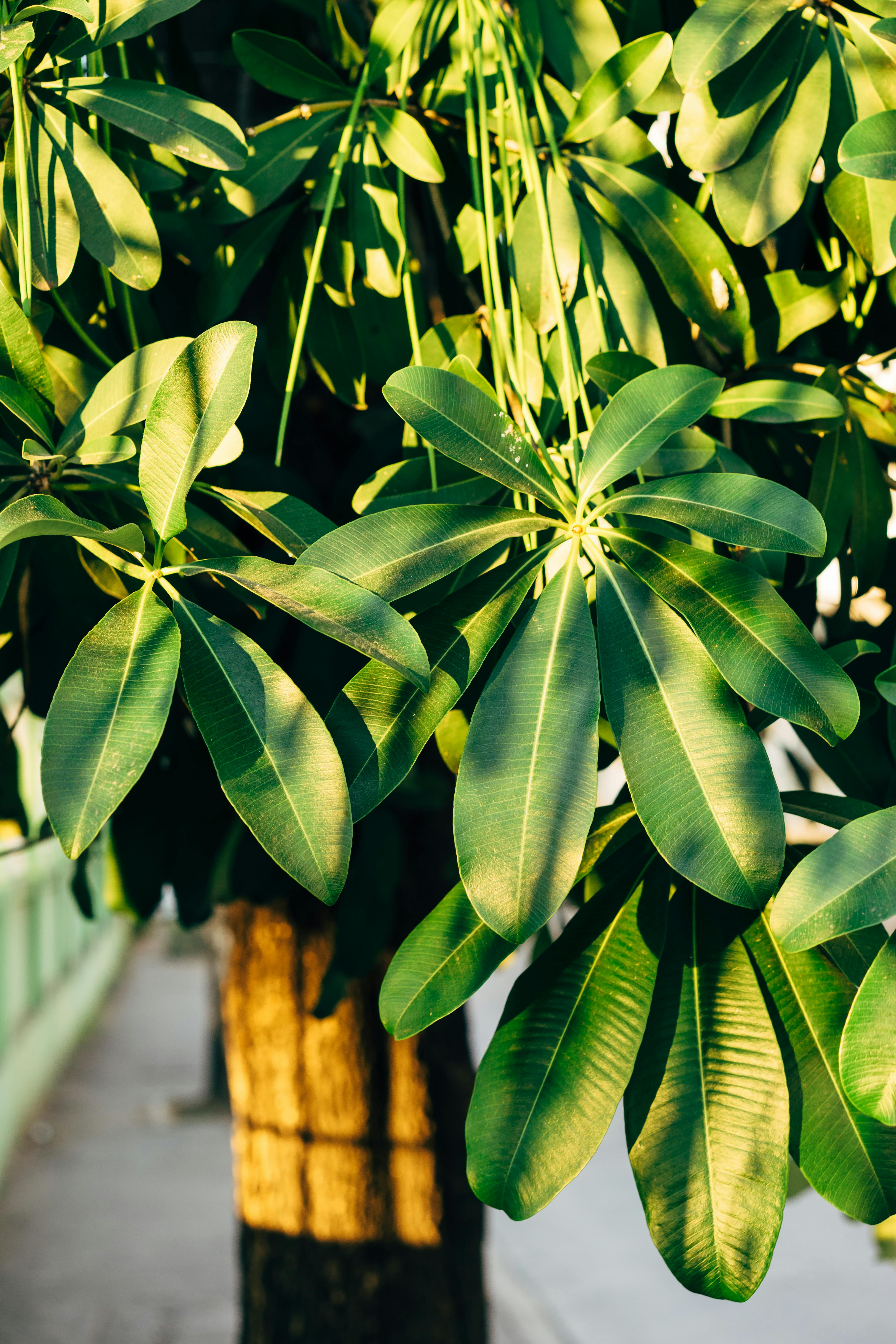 Scholar Tree Photos, Download The BEST Free Scholar Tree Stock Photos ...