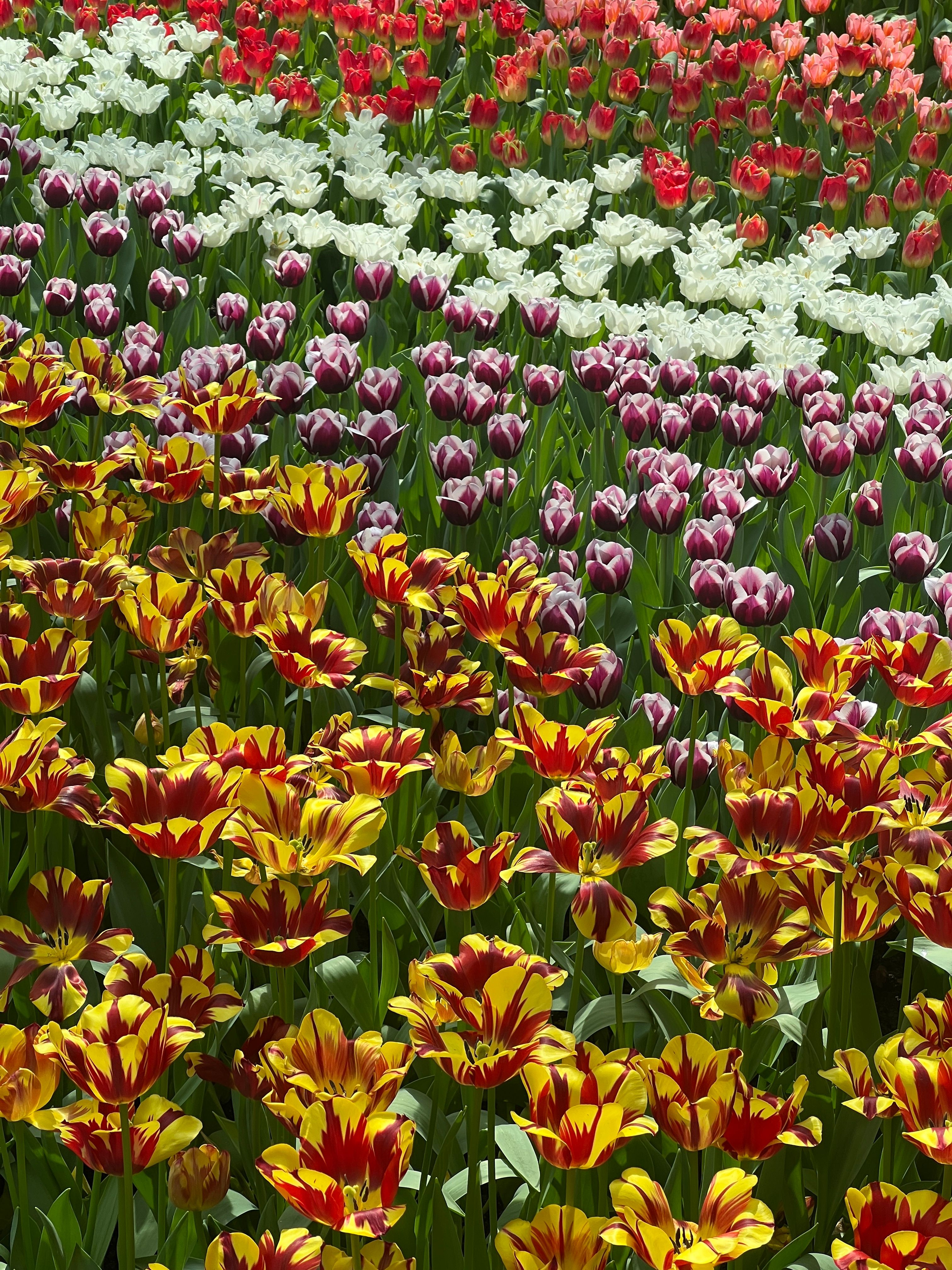 Vibrant Tulip Field in Full Bloom · Free Stock Photo