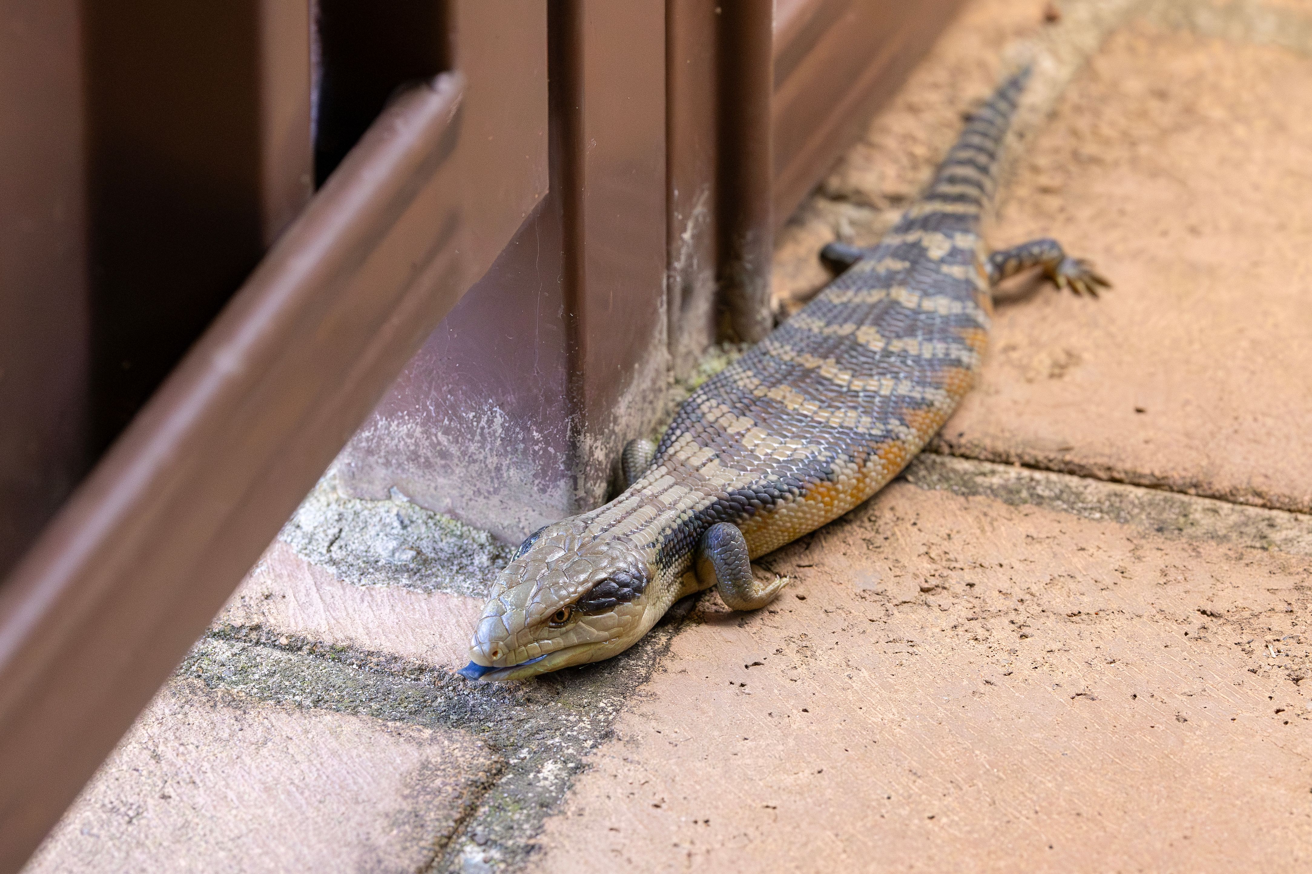 Blue+Lizard+Australian+Sunscreen+Drawing Photos, Download The BEST Free ...