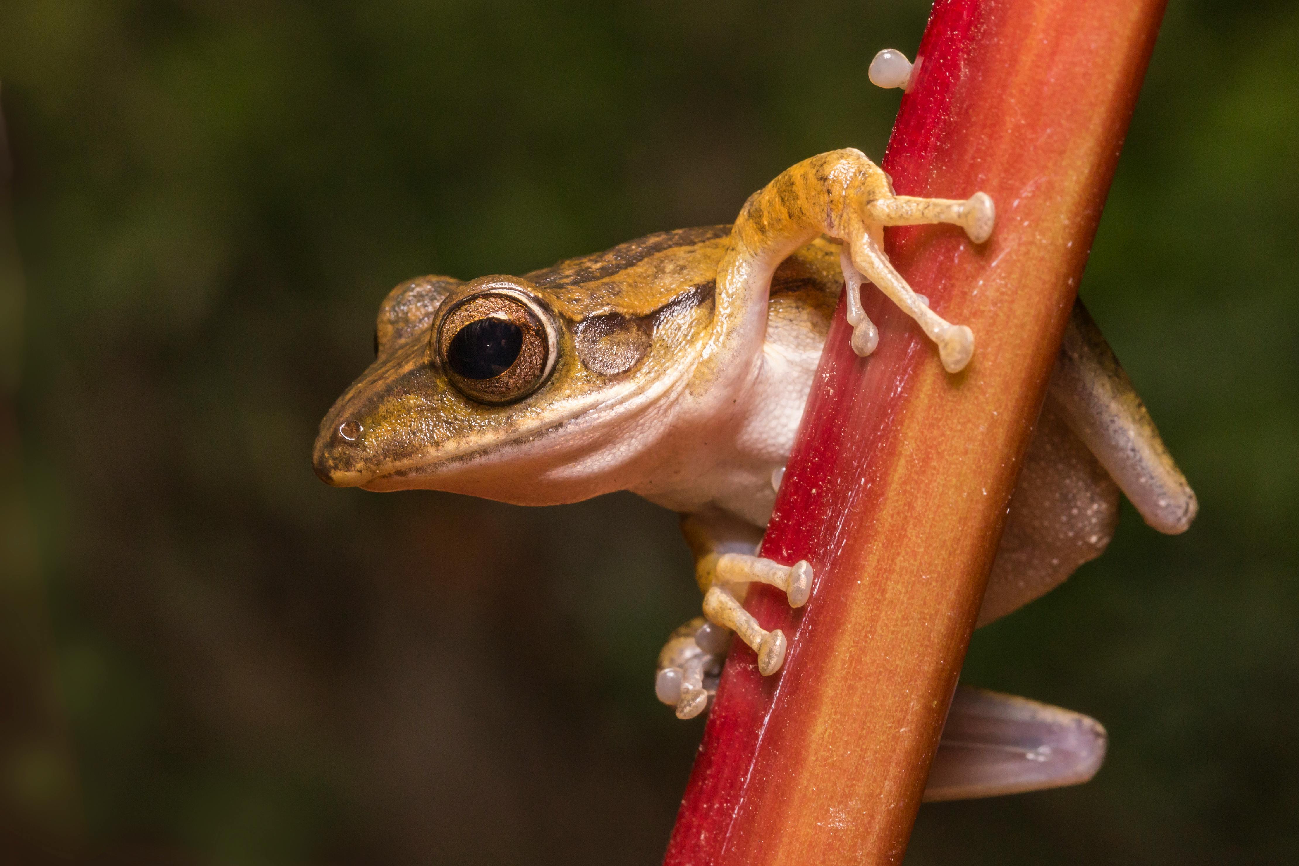 A Tree Frog on Brown Wooden Stick in Macro Shot Photography · Free ...