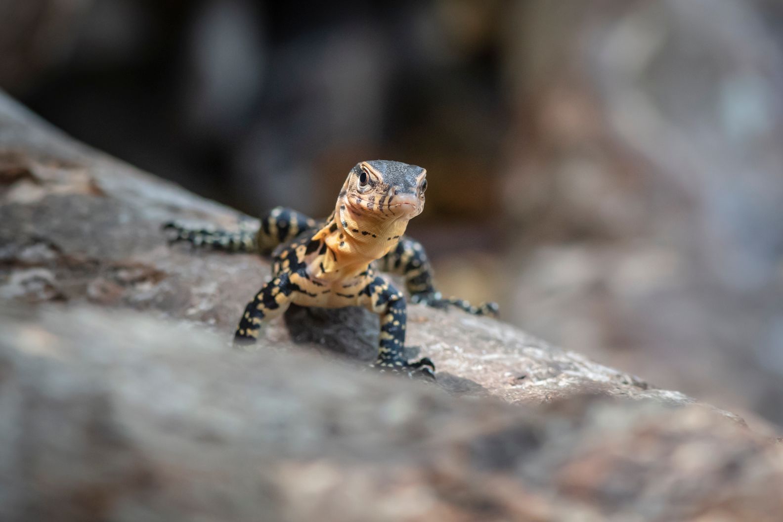 Snakes in Panama Central America: A Simple Guide