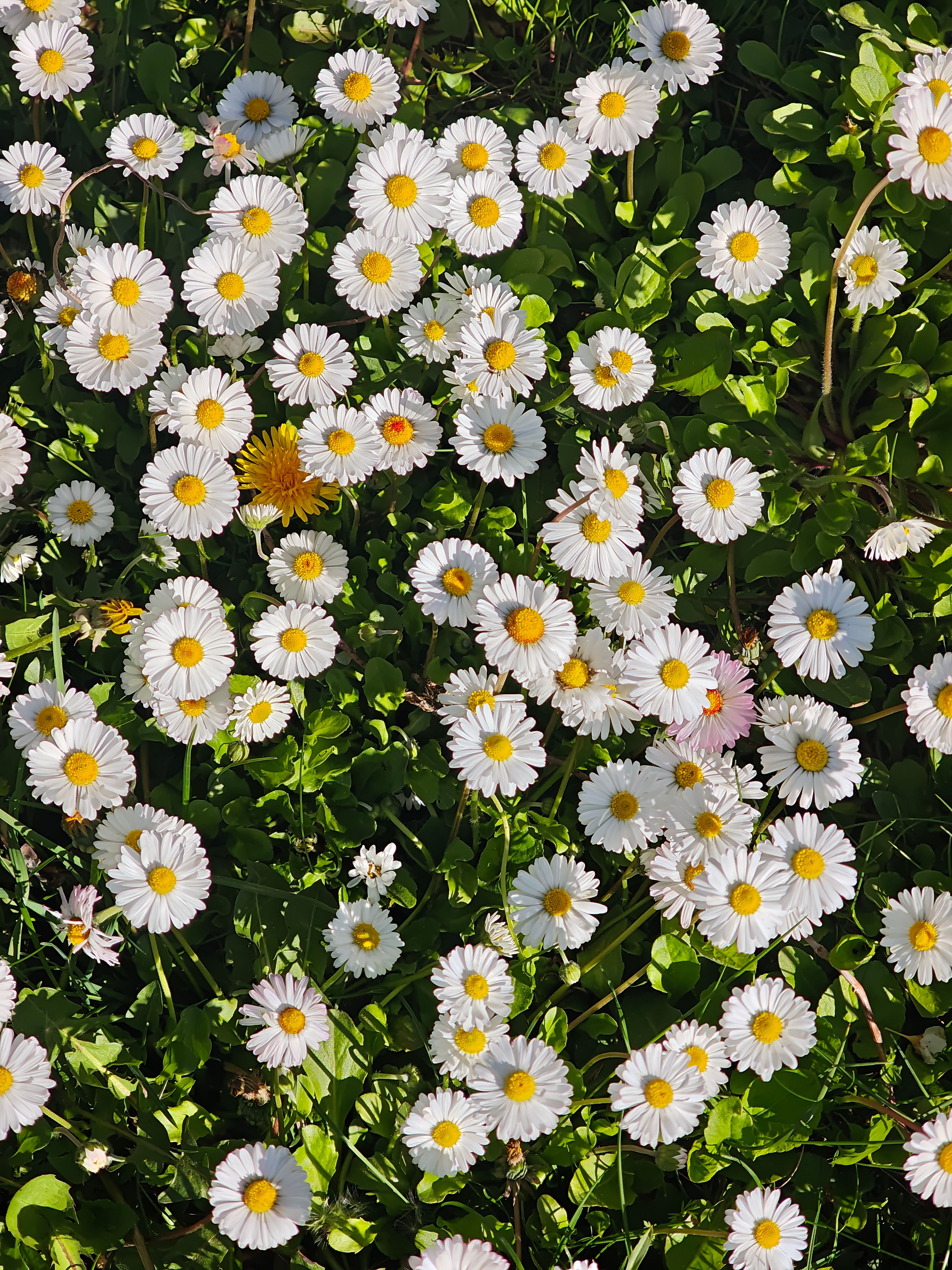 Daisy+May+Daisysupersweet+Leaked Photos, Download The BEST Free Daisy ...