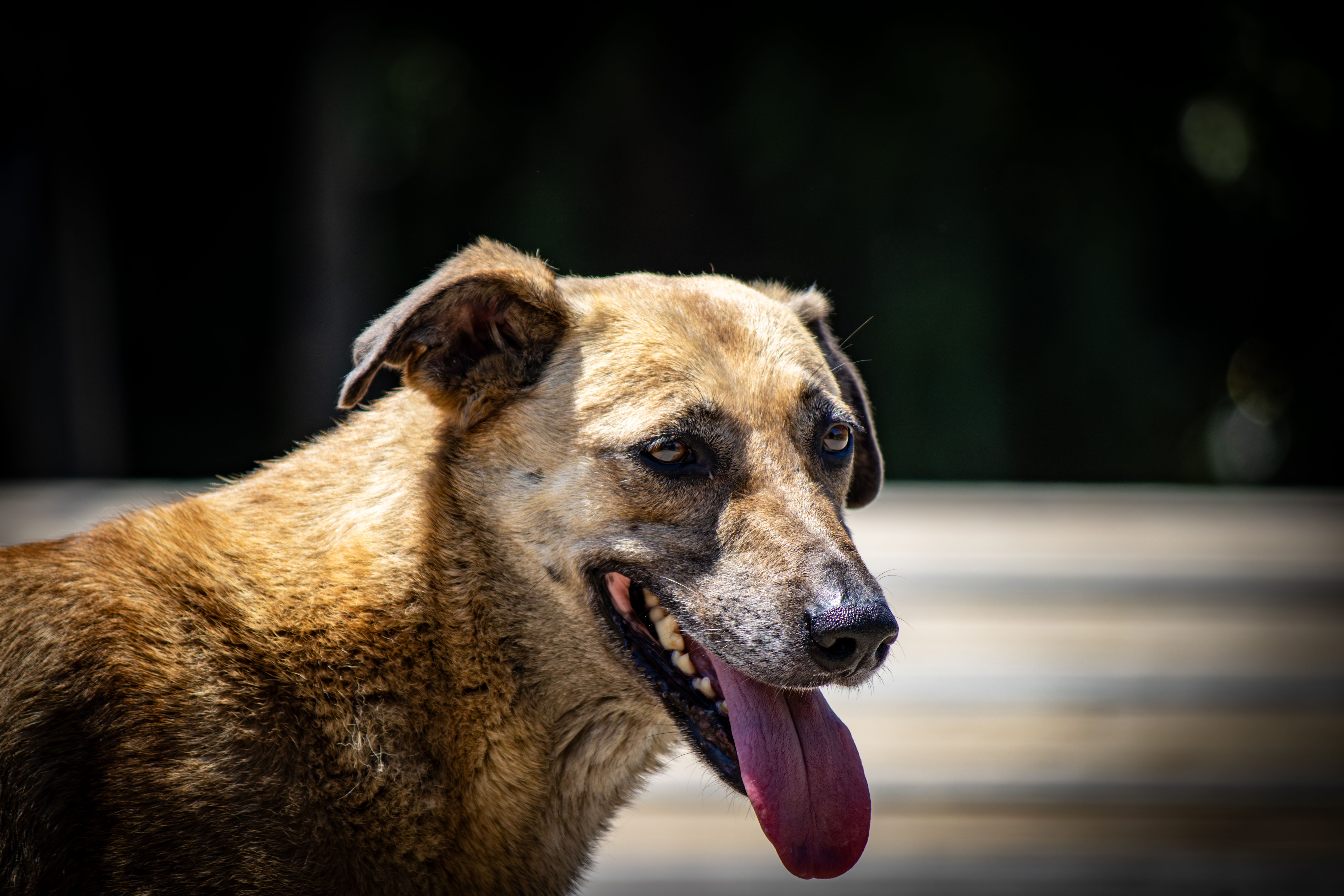 ALP in Dogs - How to Read and Interpret the Result - VetBlood.io
