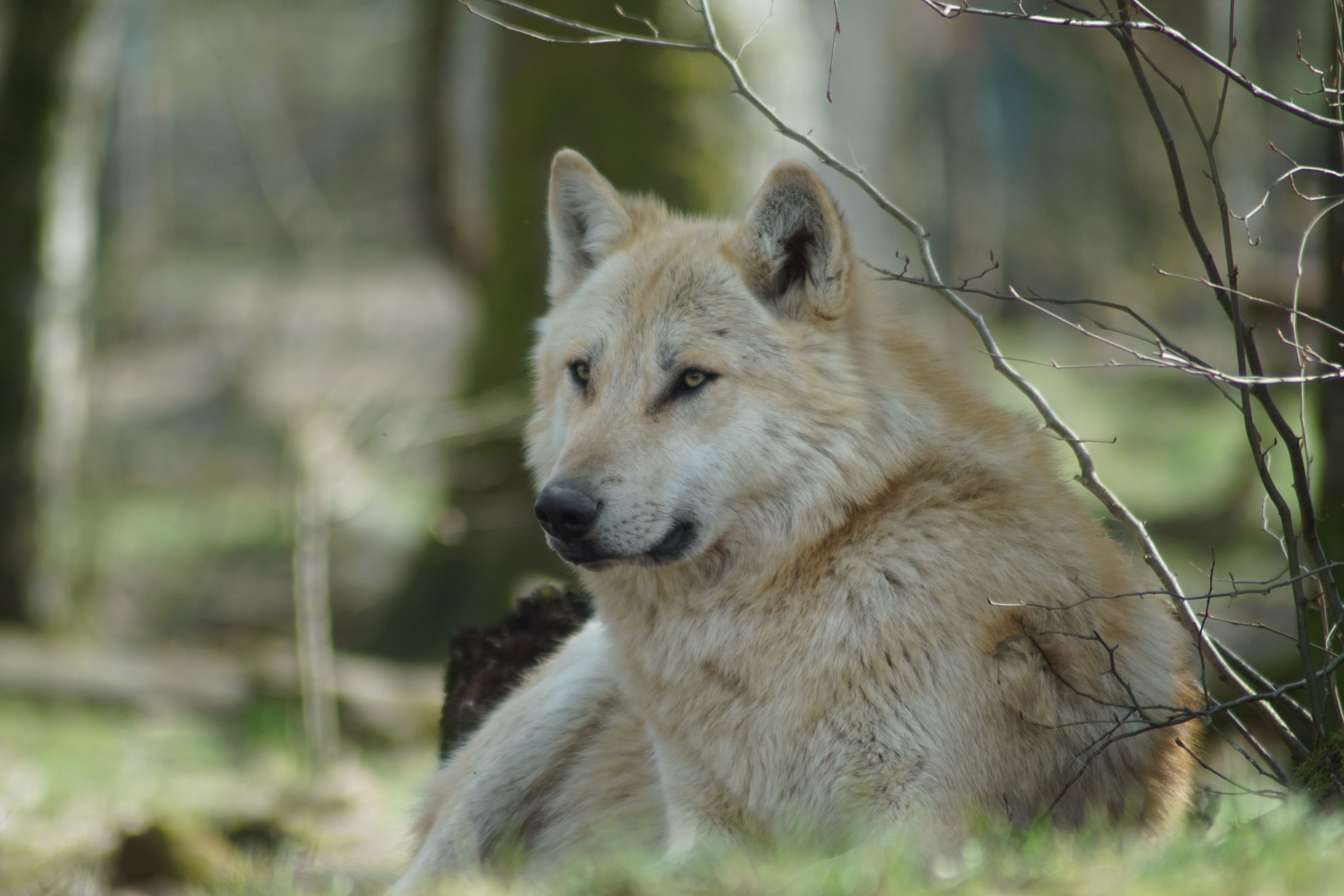 Wolves, Foxes, & Coyotes 31 Photos & Videos Collected by A B