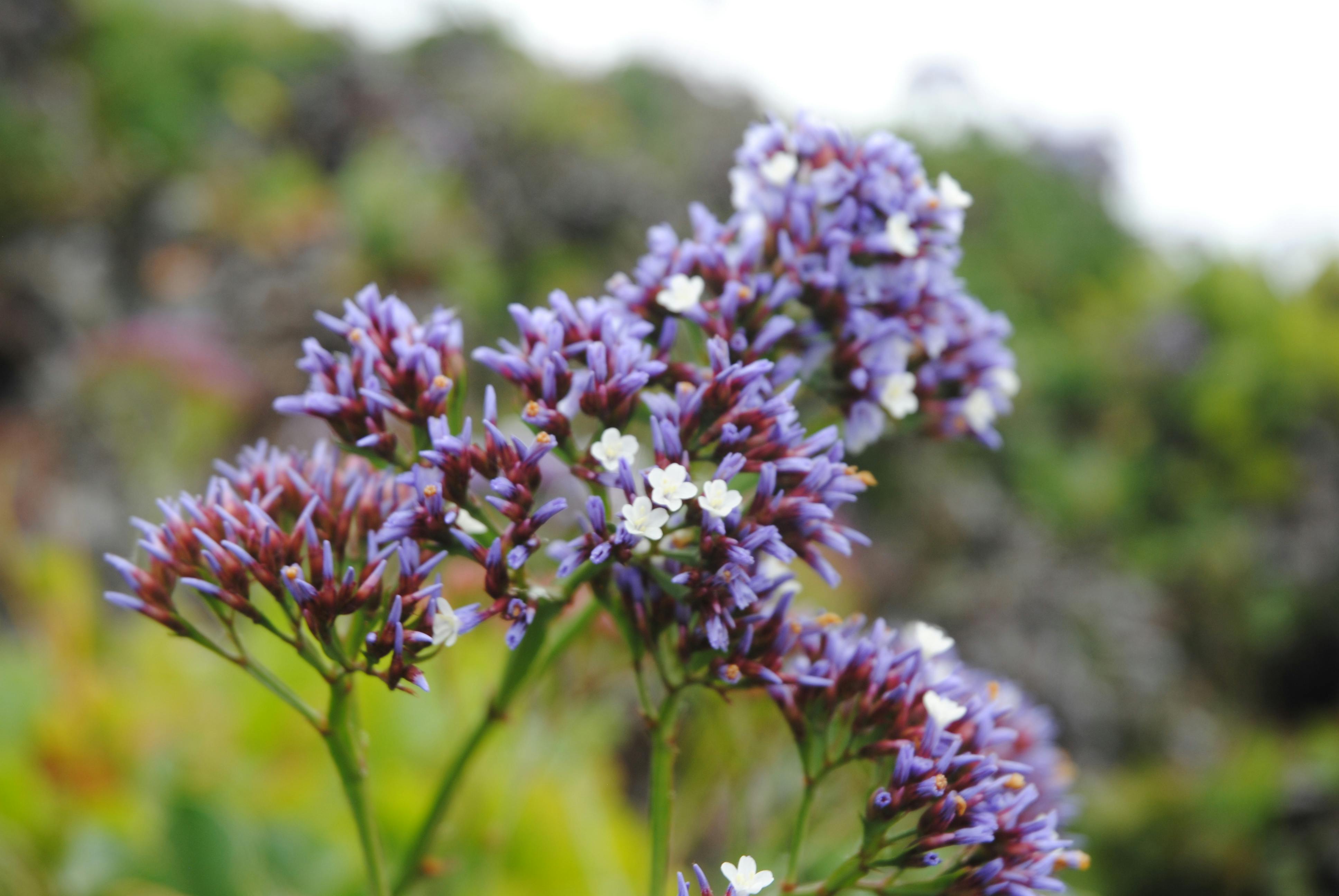 Delicate blooming Limonium flowers in garden · Free Stock Photo