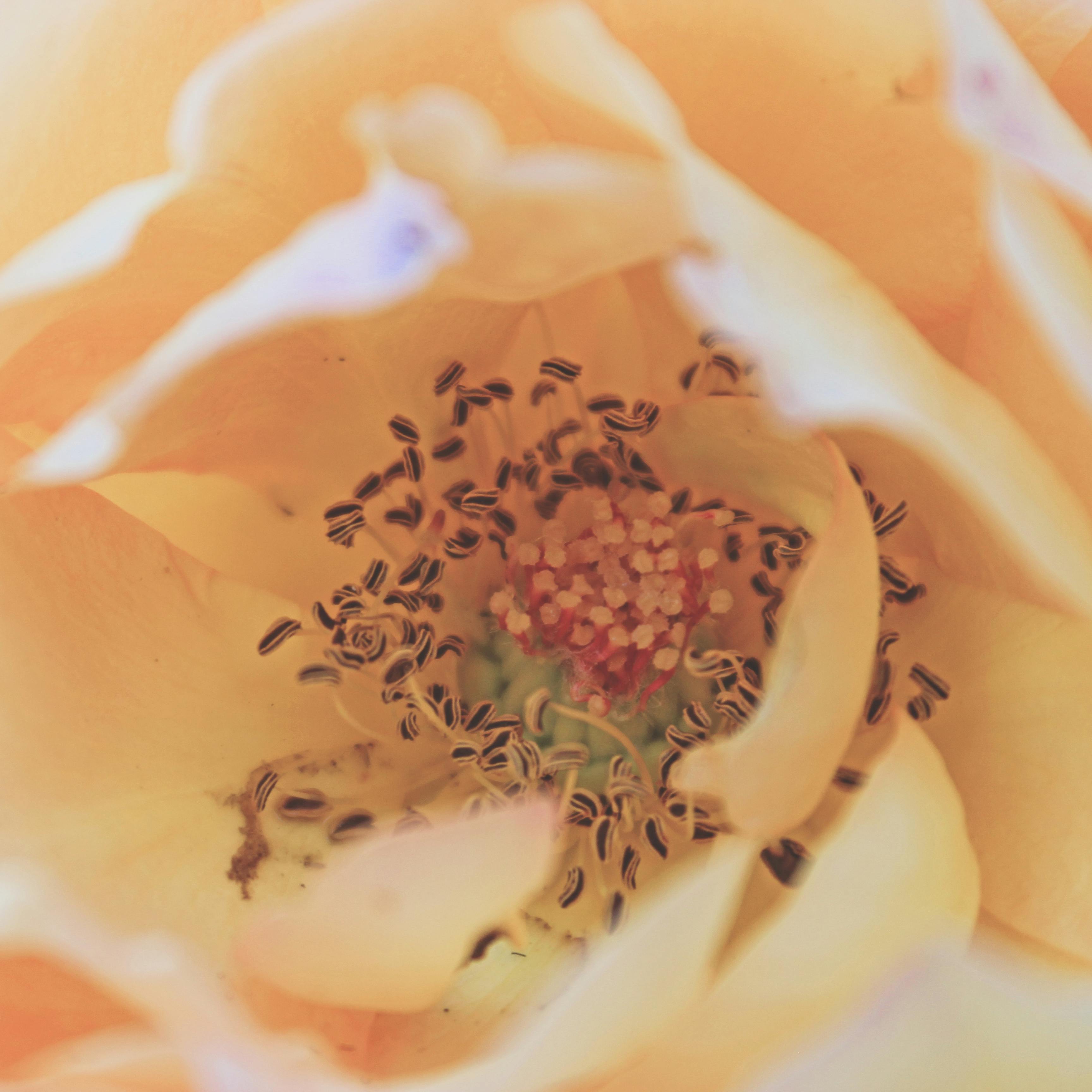 Beige-petaled Flower · Free Stock Photo