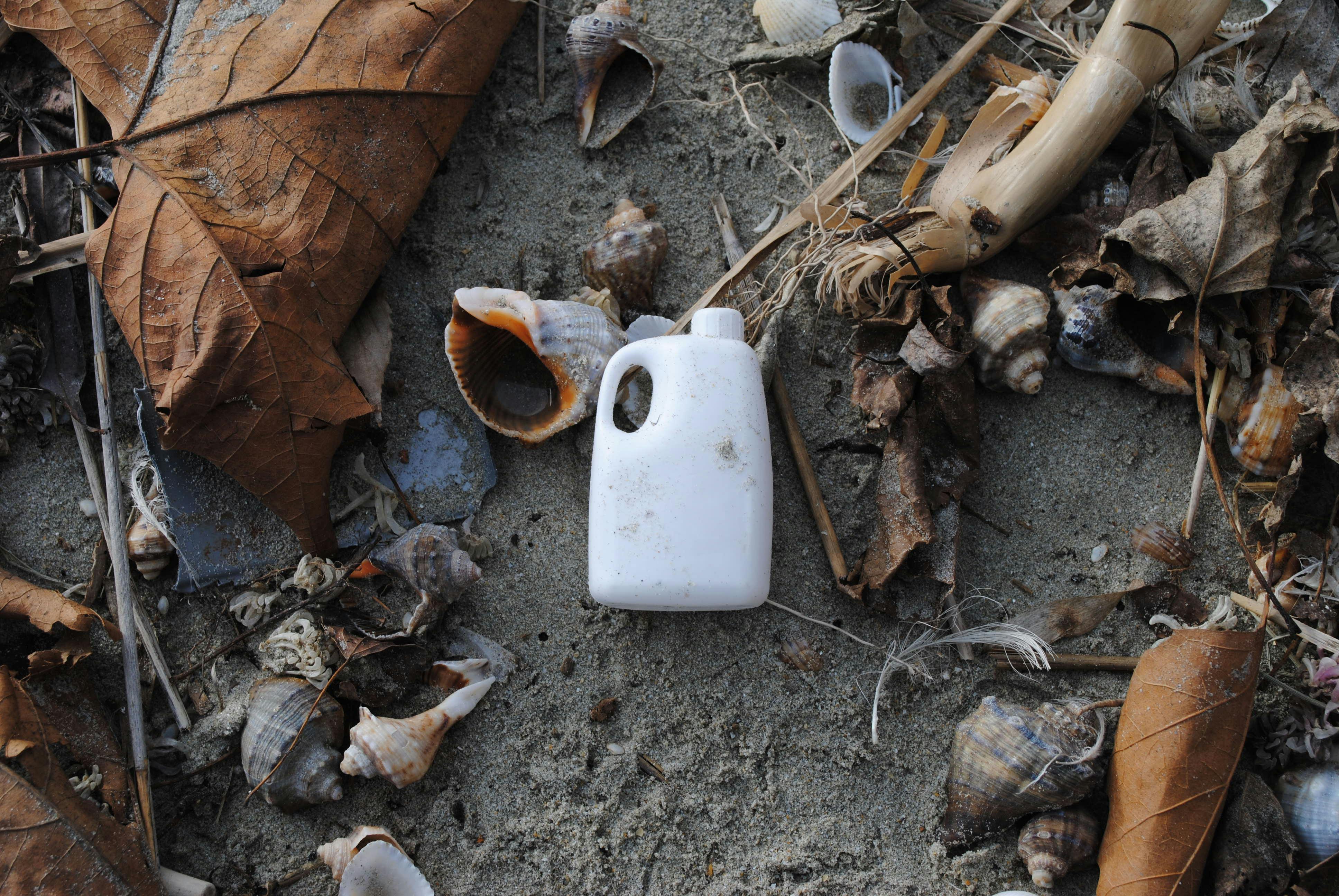 Seashells and Trash on a Sandy Shore · Free Stock Photo