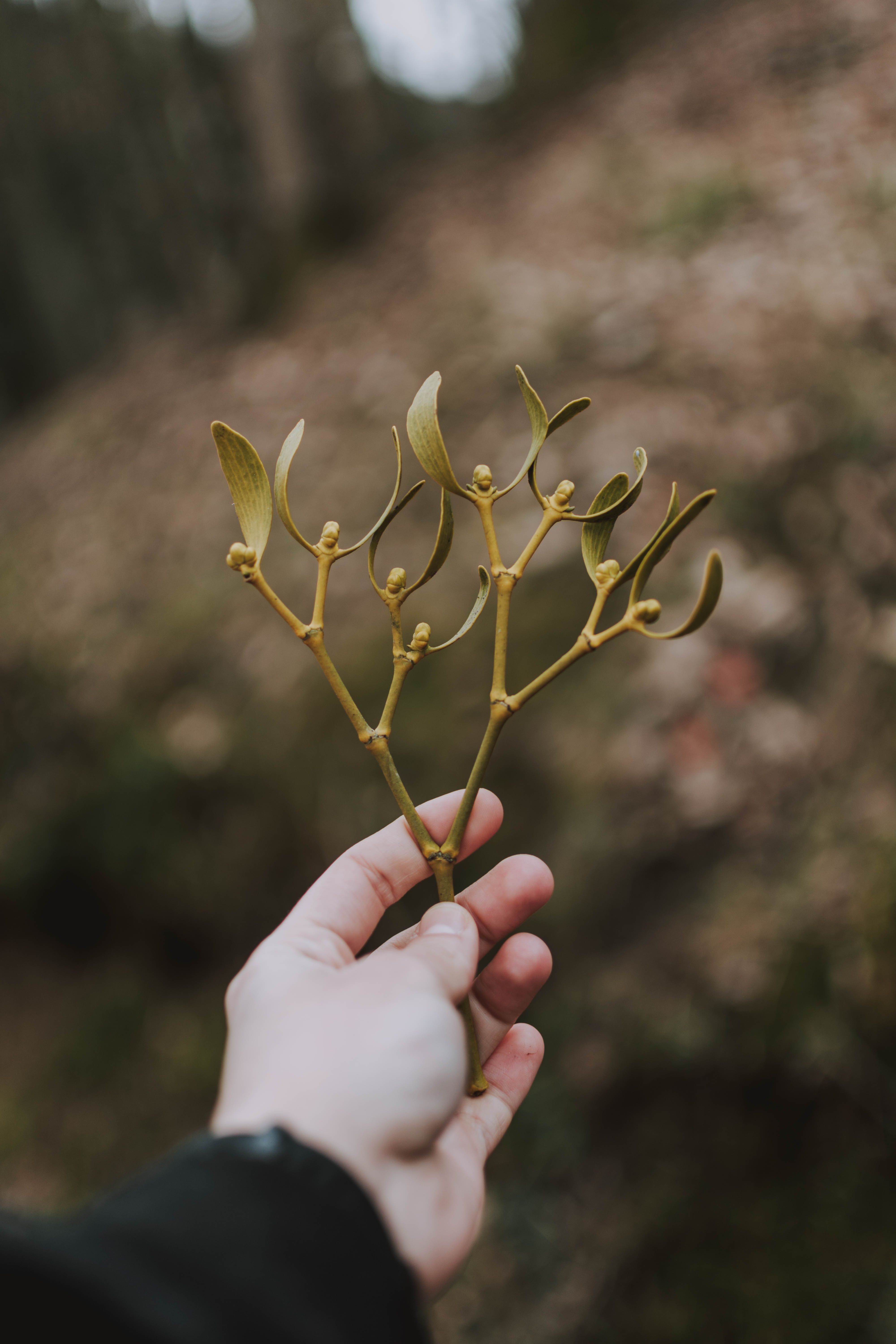 Unique Branches Photos, Download The BEST Free Unique Branches Stock ...