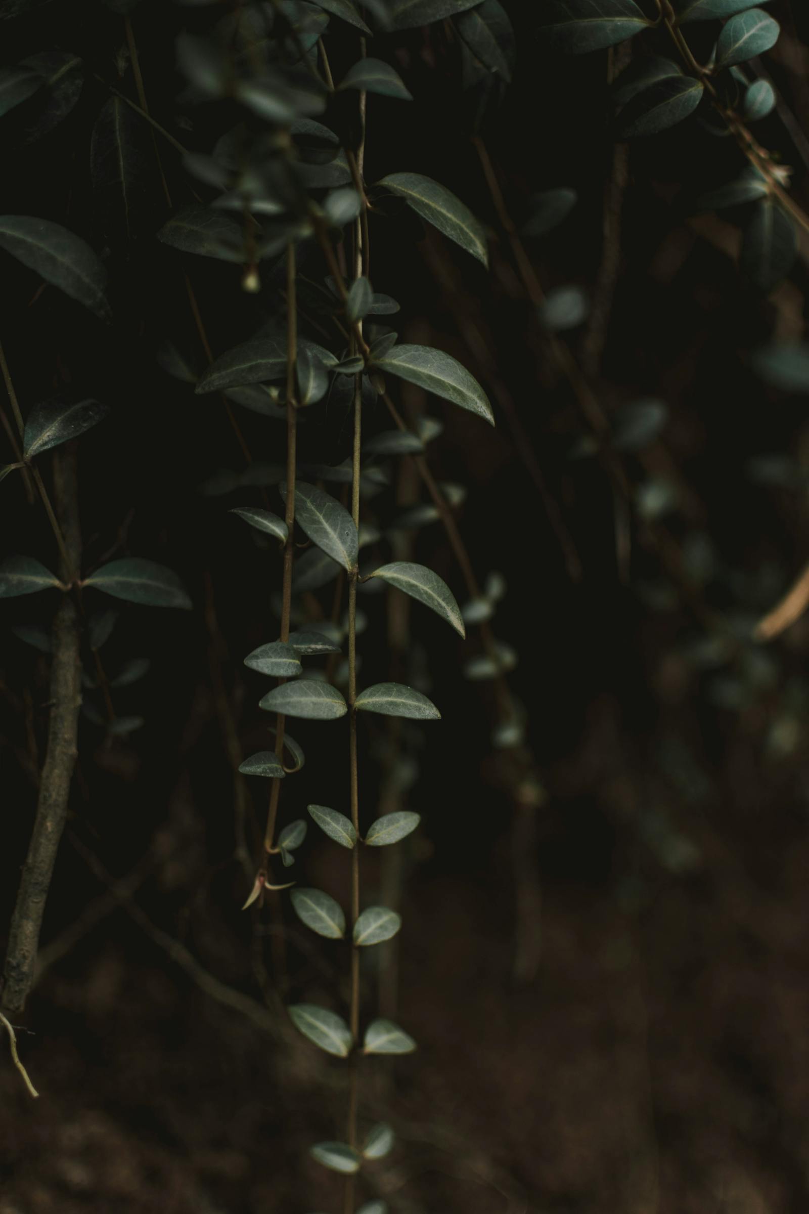 Dark Background Photos, Download The BEST Free Dark Background Stock ...