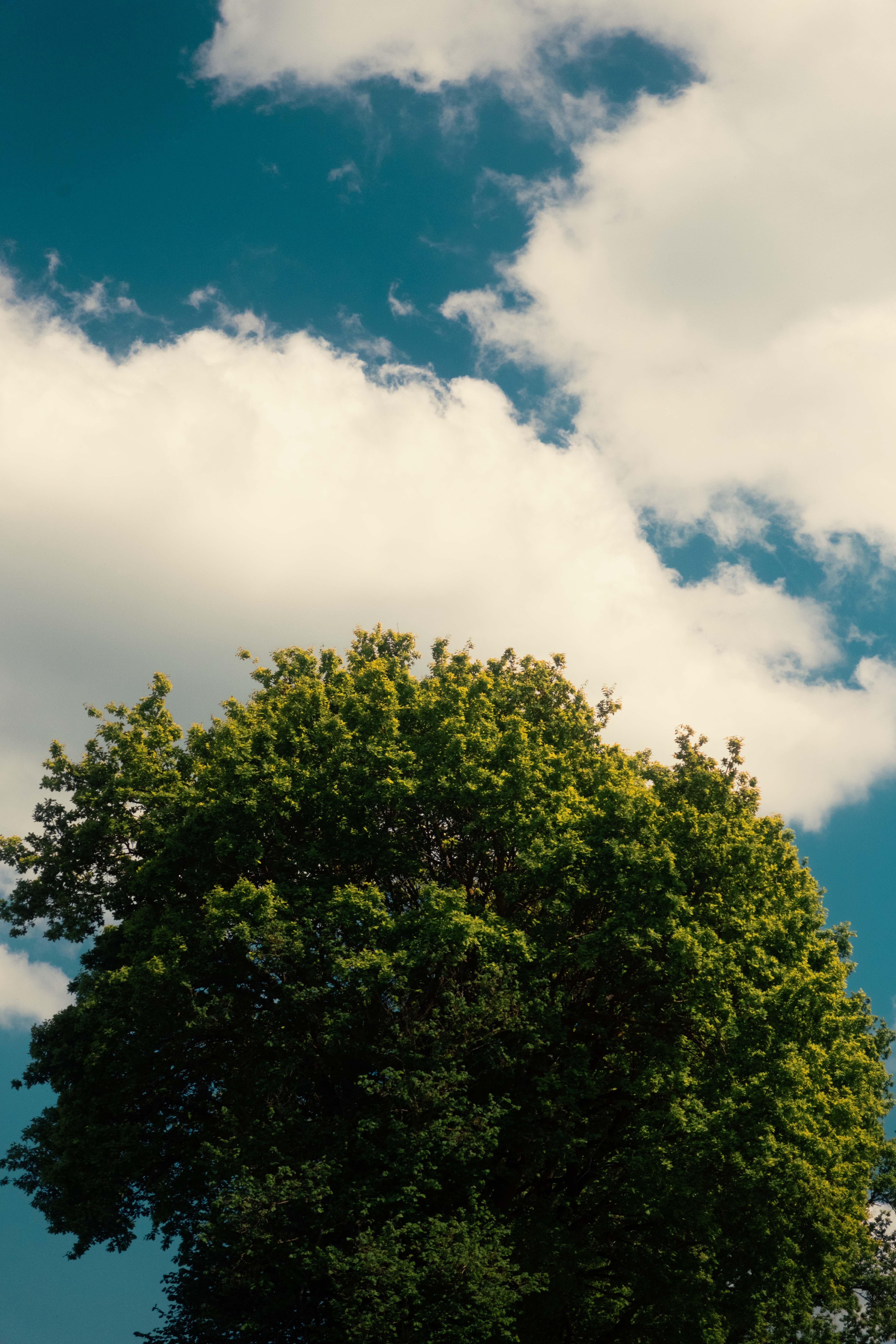 4k Wallpaper Tree And Sky Photos, Download The BEST Free 4k Wallpaper ...