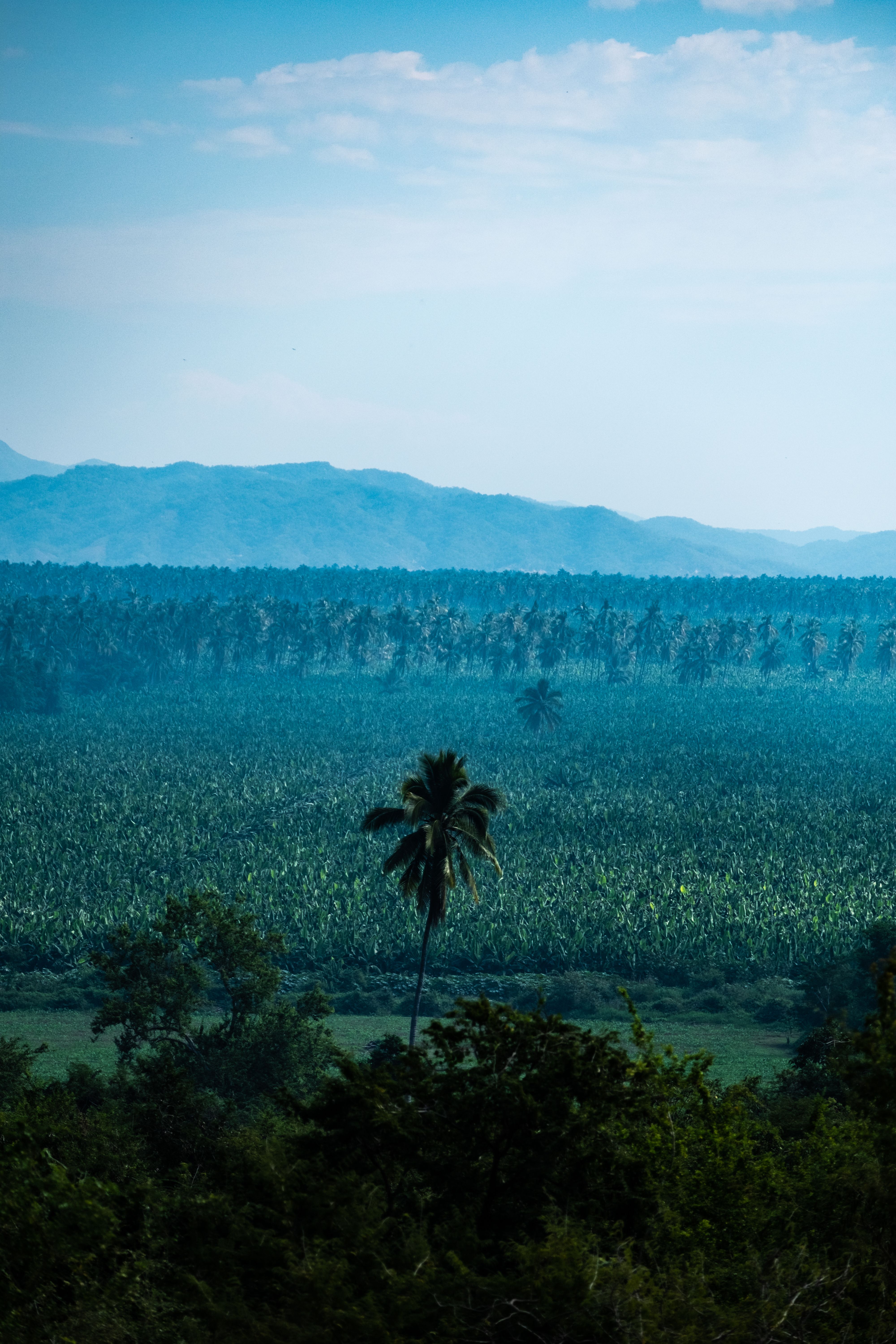Palm Tree and Forest behind · Free Stock Photo