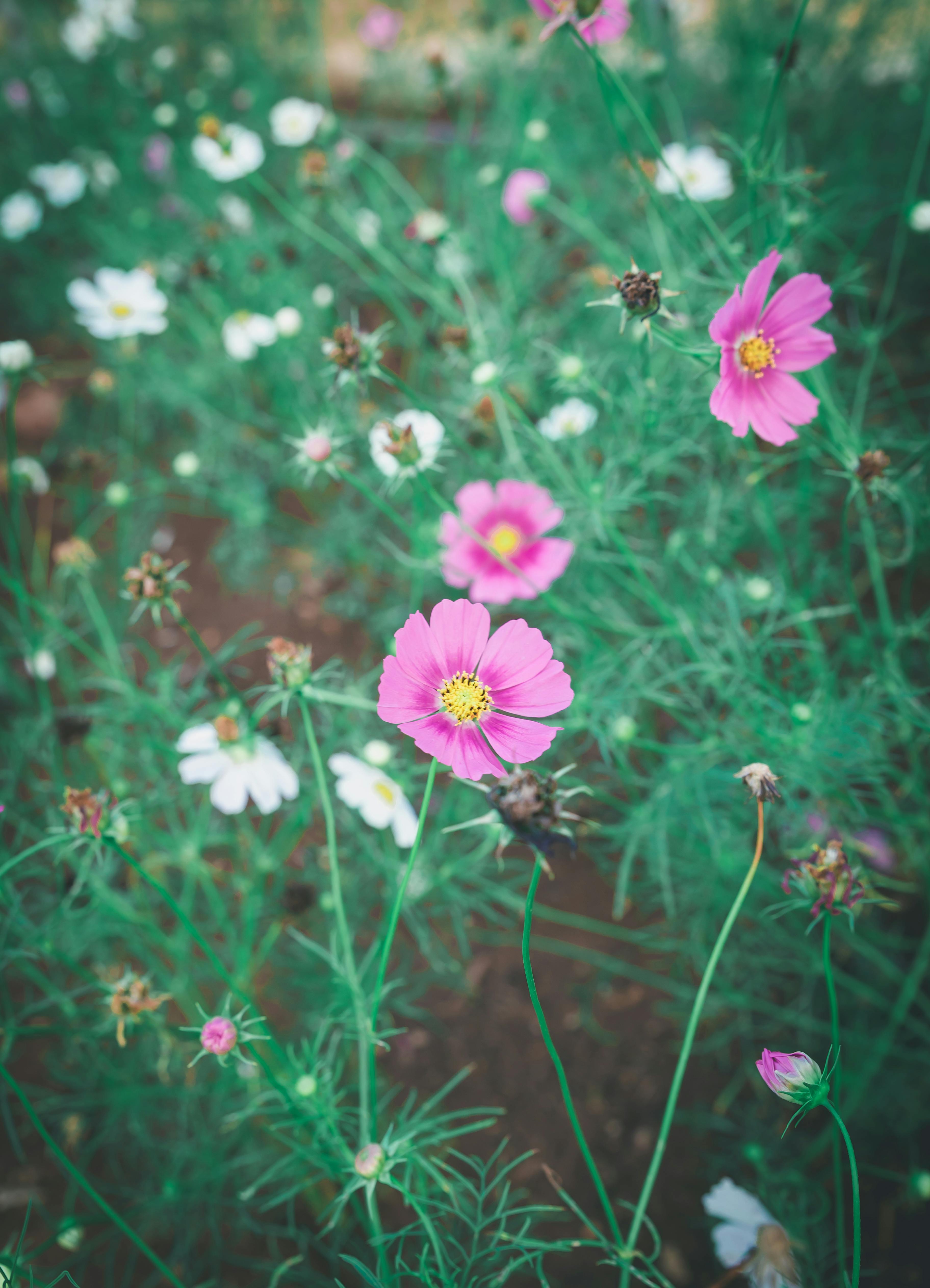 Hung Tran - Fotografía