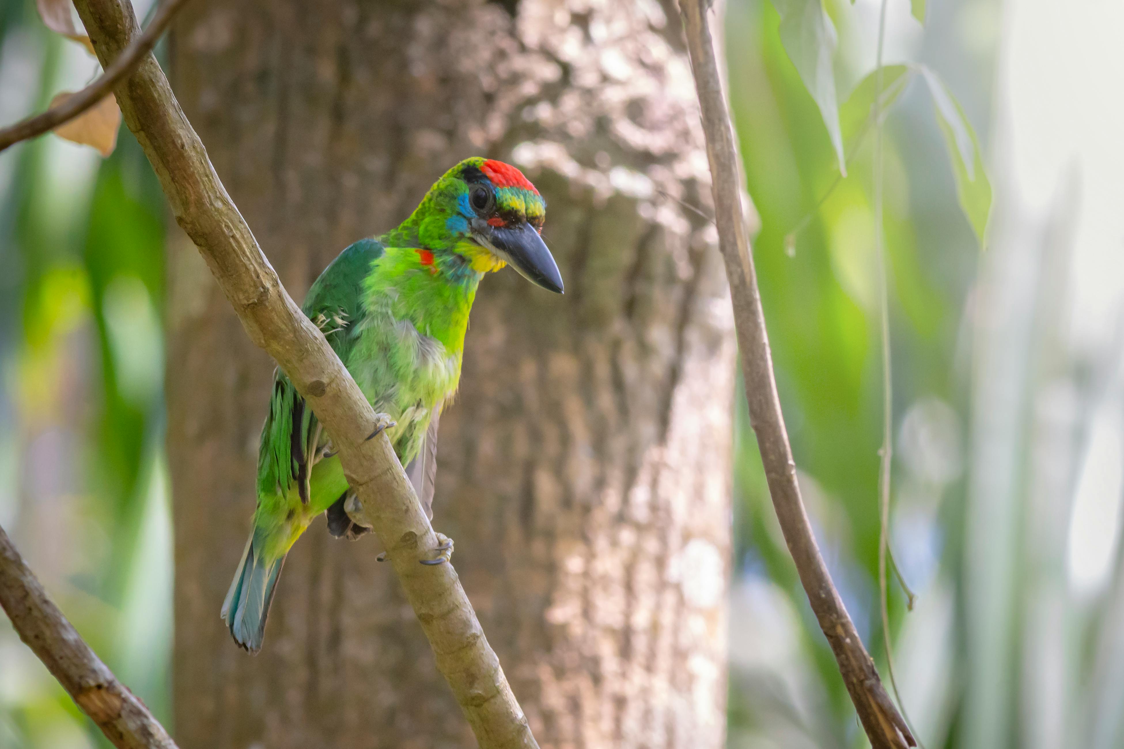 Birds 301 Photos & Videos Collected by Sam