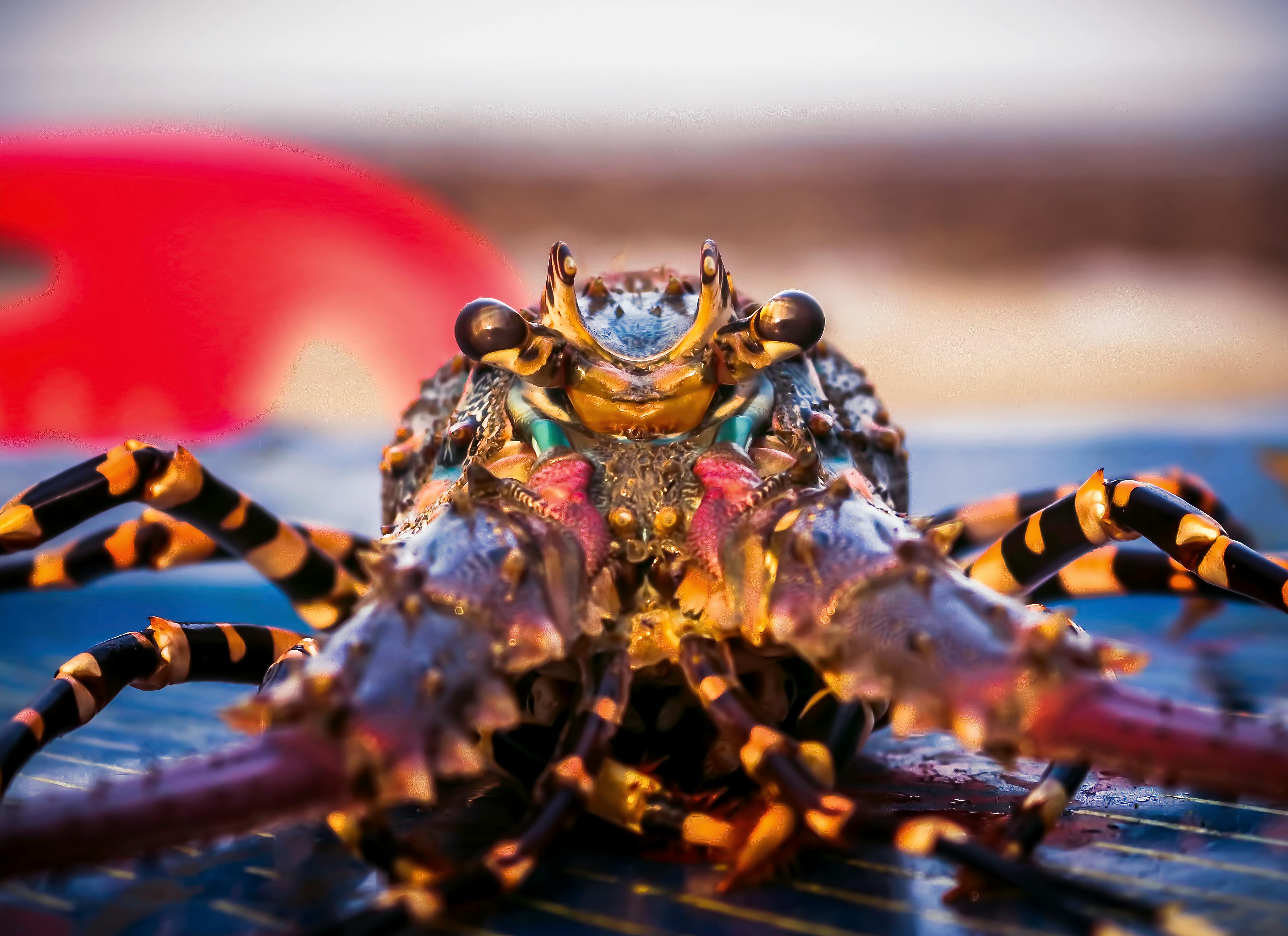 Crawfish Photos, Download The BEST Free Crawfish Stock Photos & HD Images