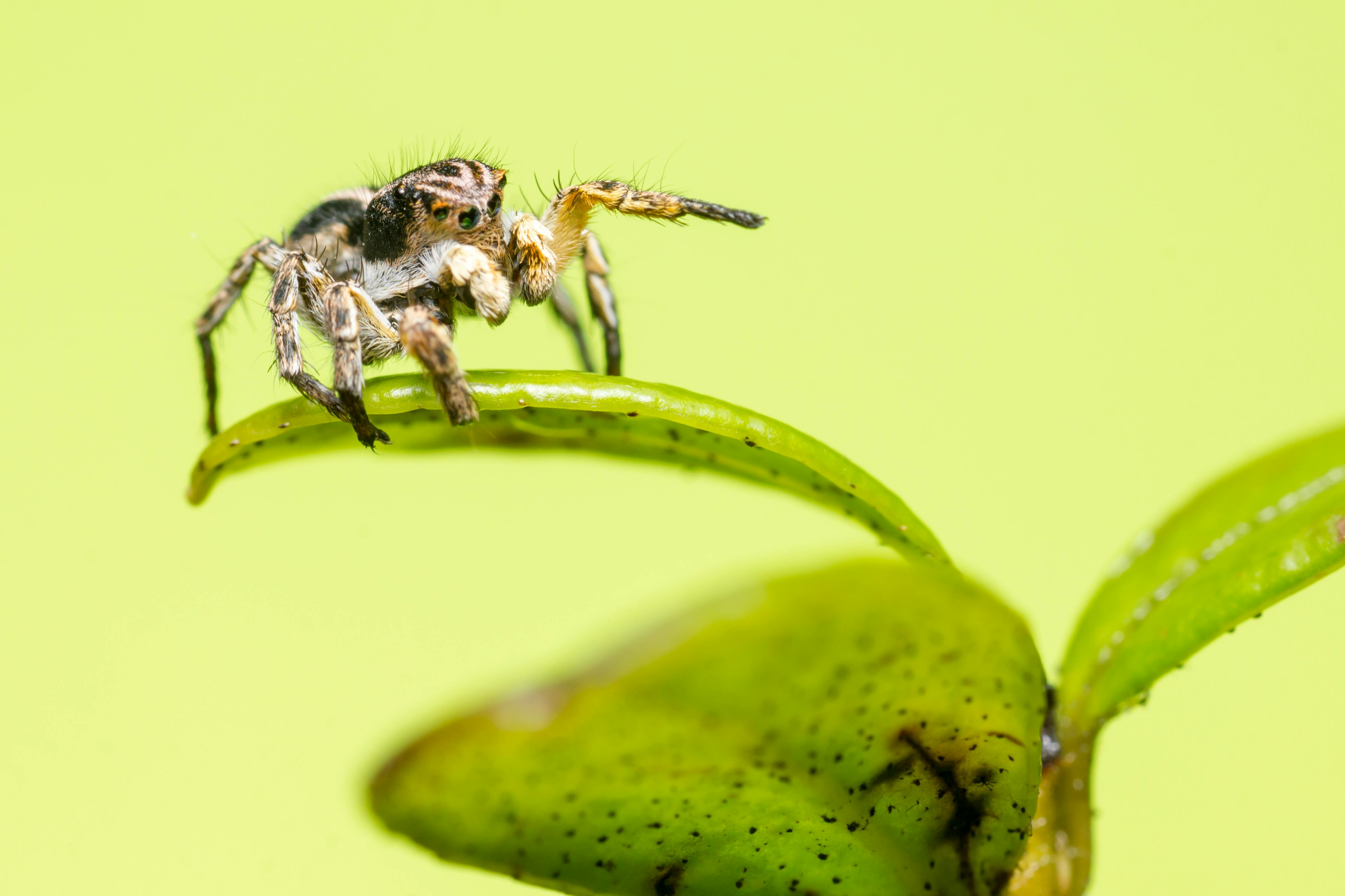 Macro Photo of a Spider on Green Leaf · Free Stock Photo