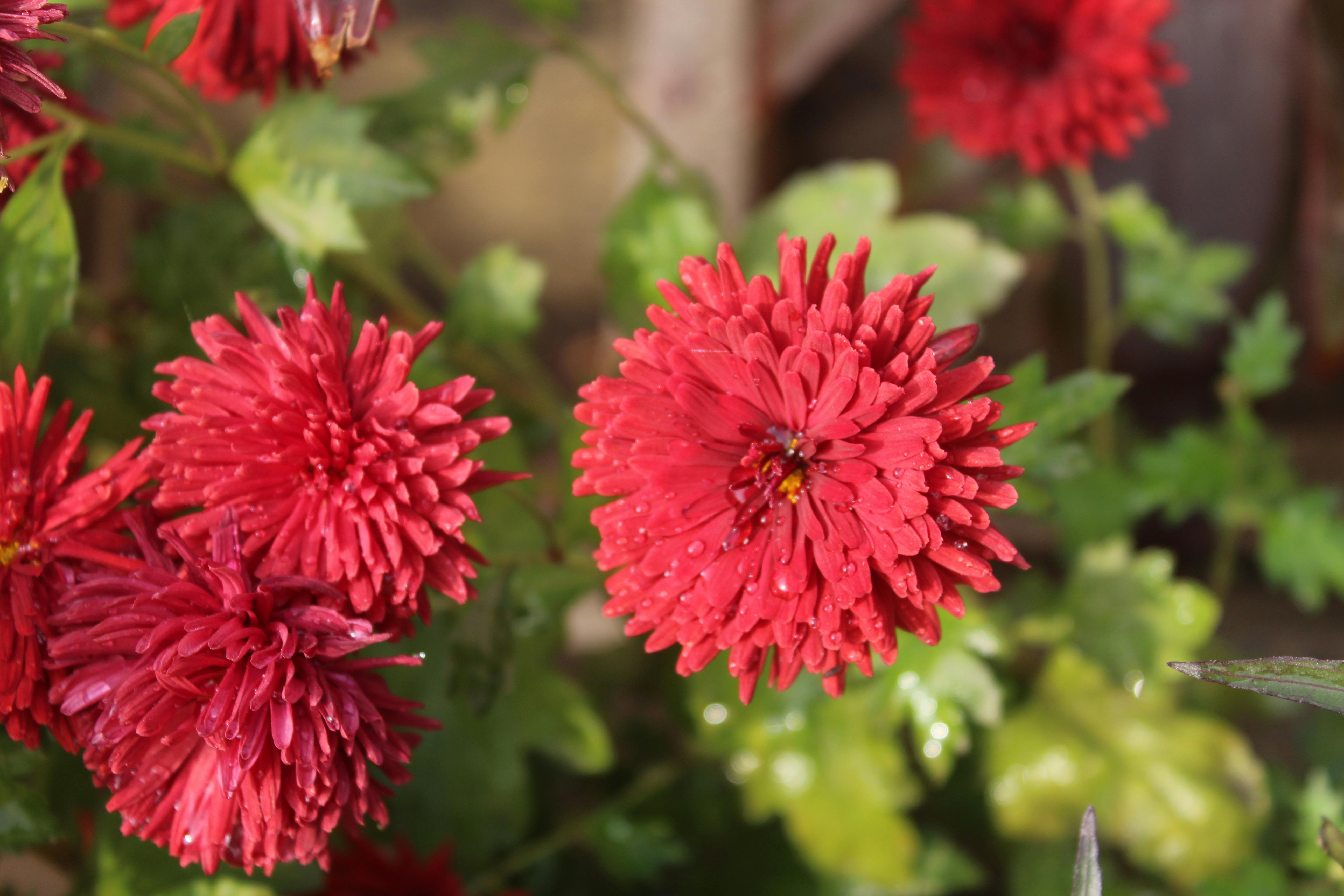 Kostenloses Foto zum Thema: blumen, rote blüten