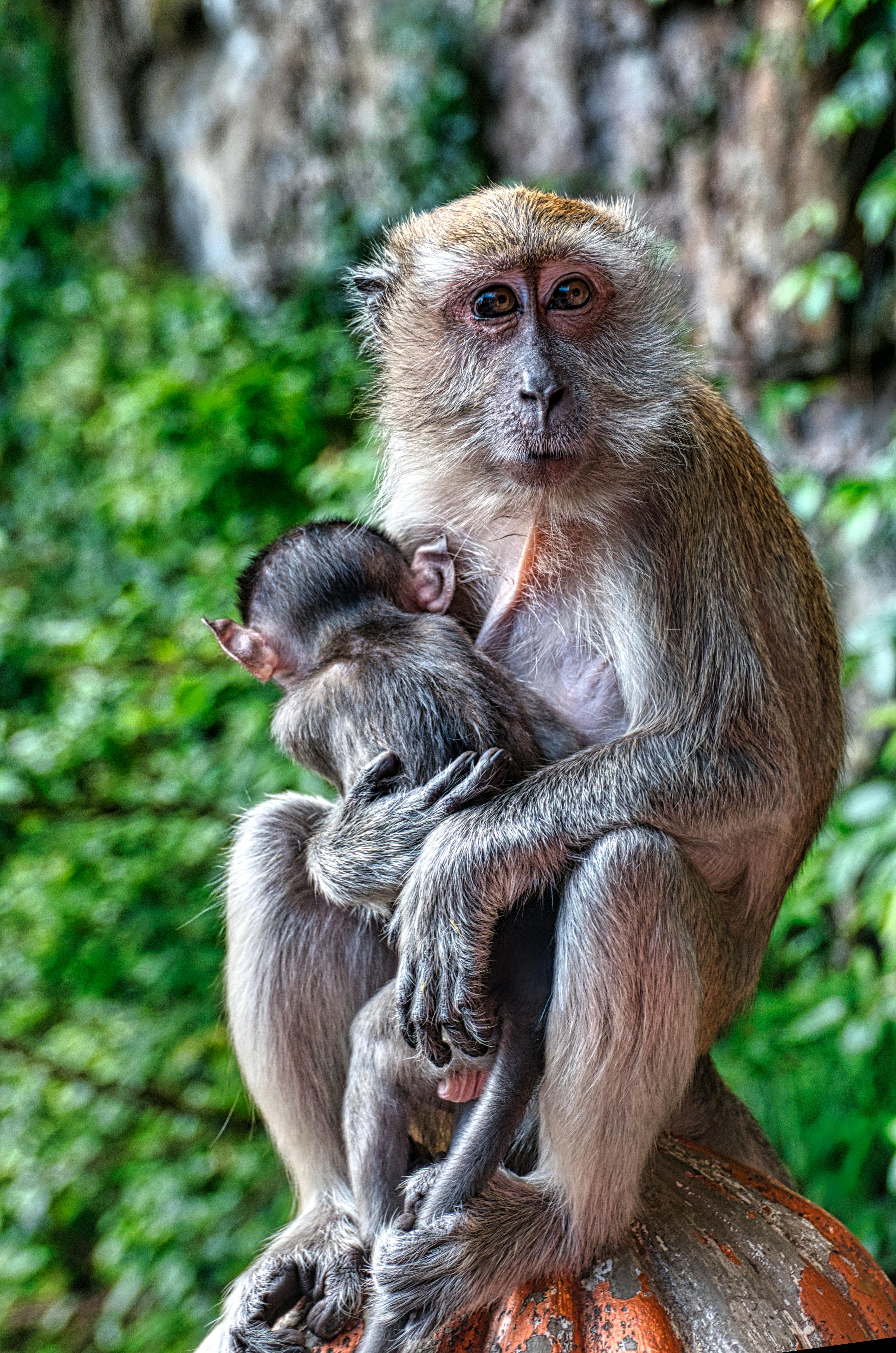 Brown Monkeys Sitting on Rock · Free Stock Photo