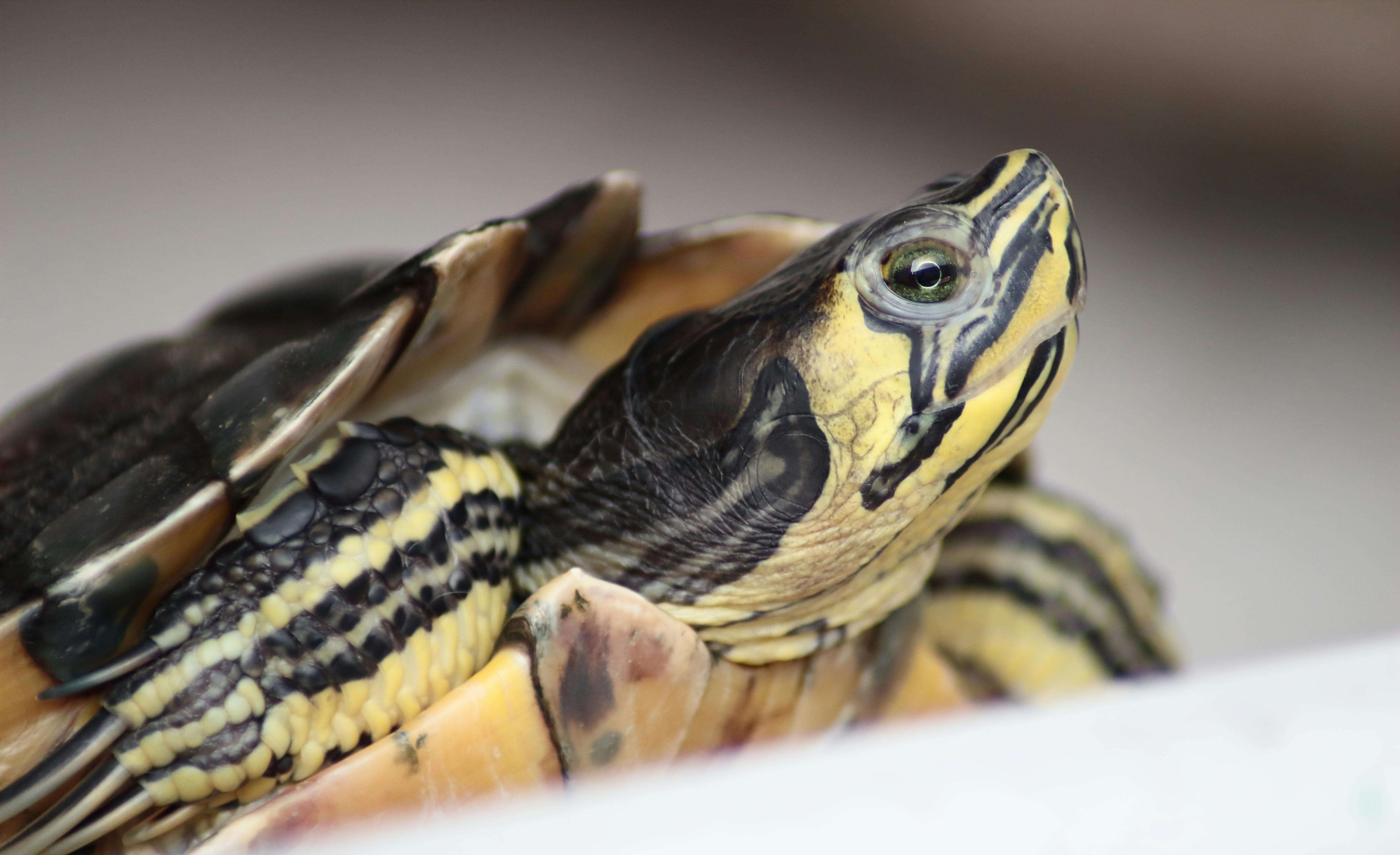 Free stock photo of turtle