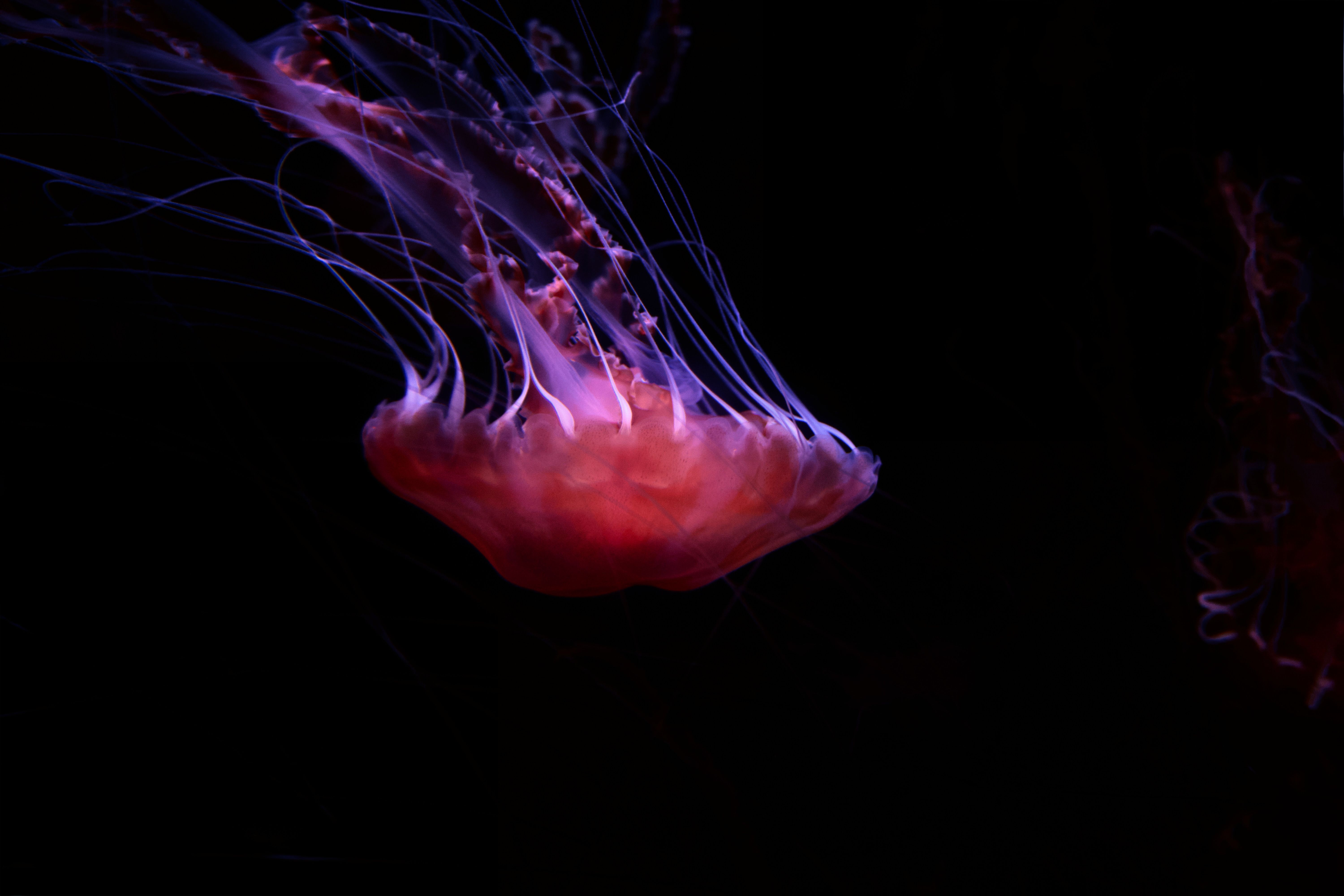Purple+Jellyfish+Clipart Photos, Download The BEST Free Purple ...