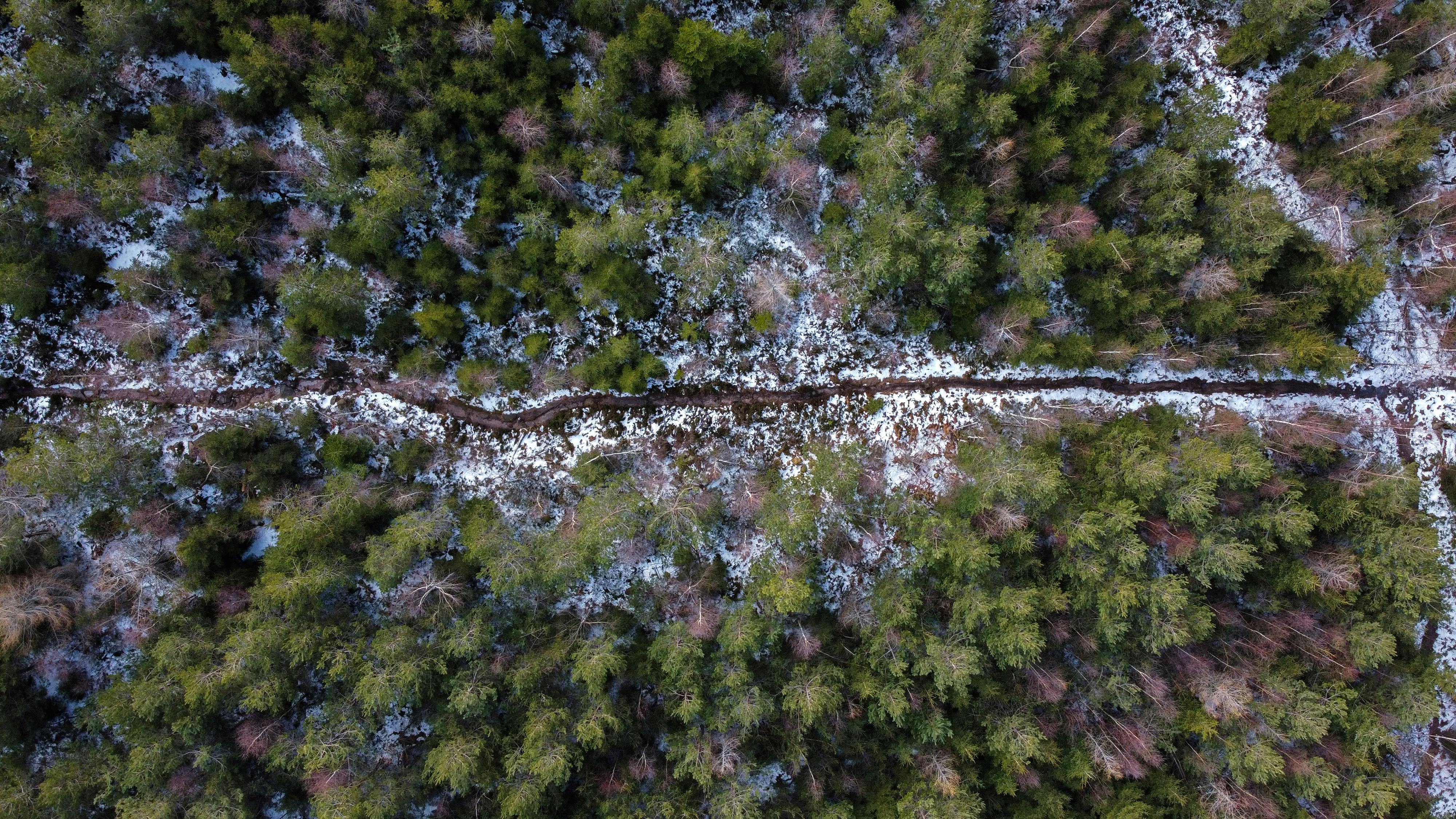 Aerial Photography of Forest · Free Stock Photo