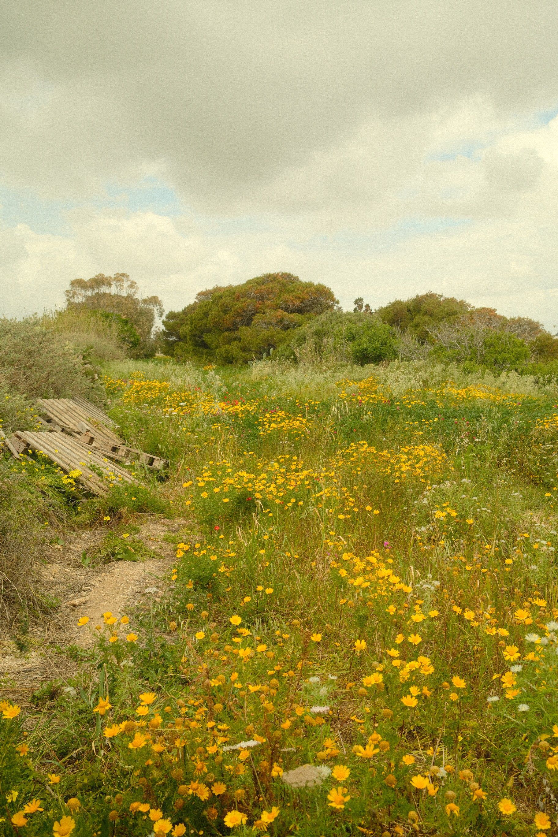 Wildflowers in Maltese Countryside · Free Stock Photo