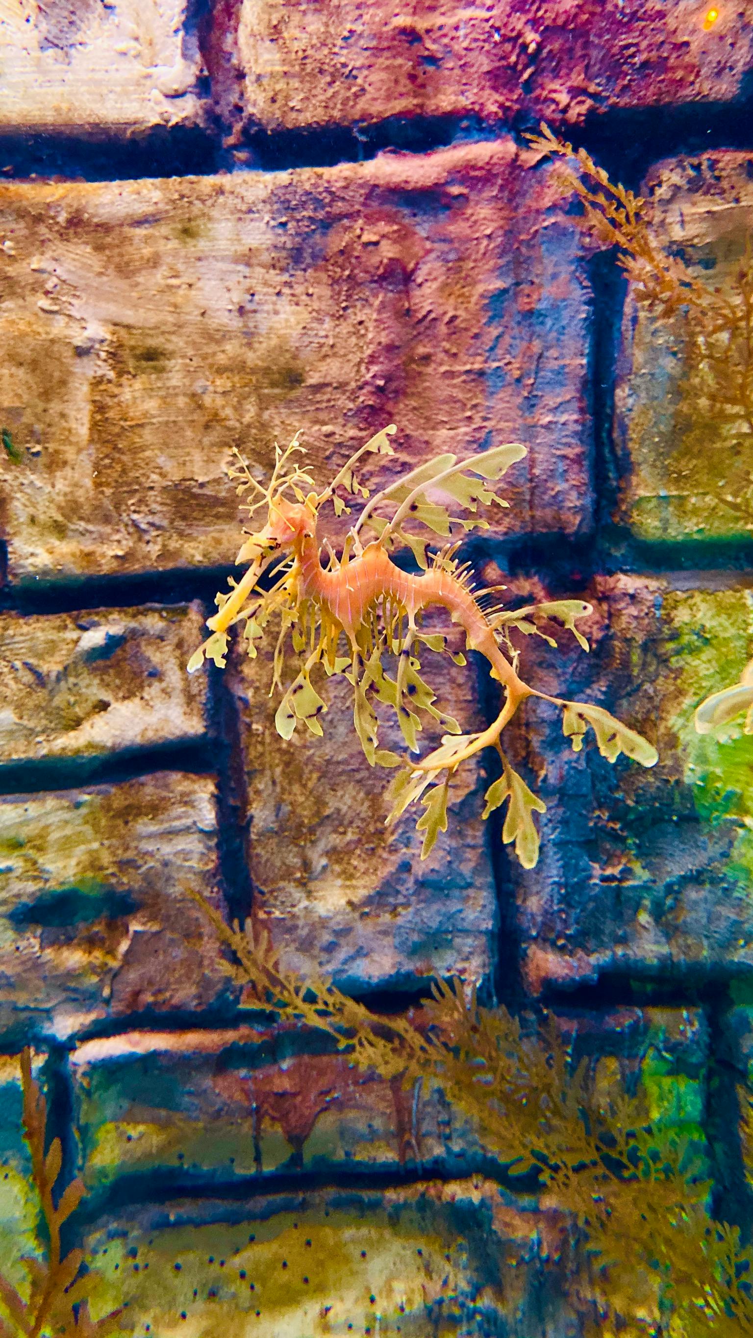 Free stock photo of australia, sea animal, sea horse