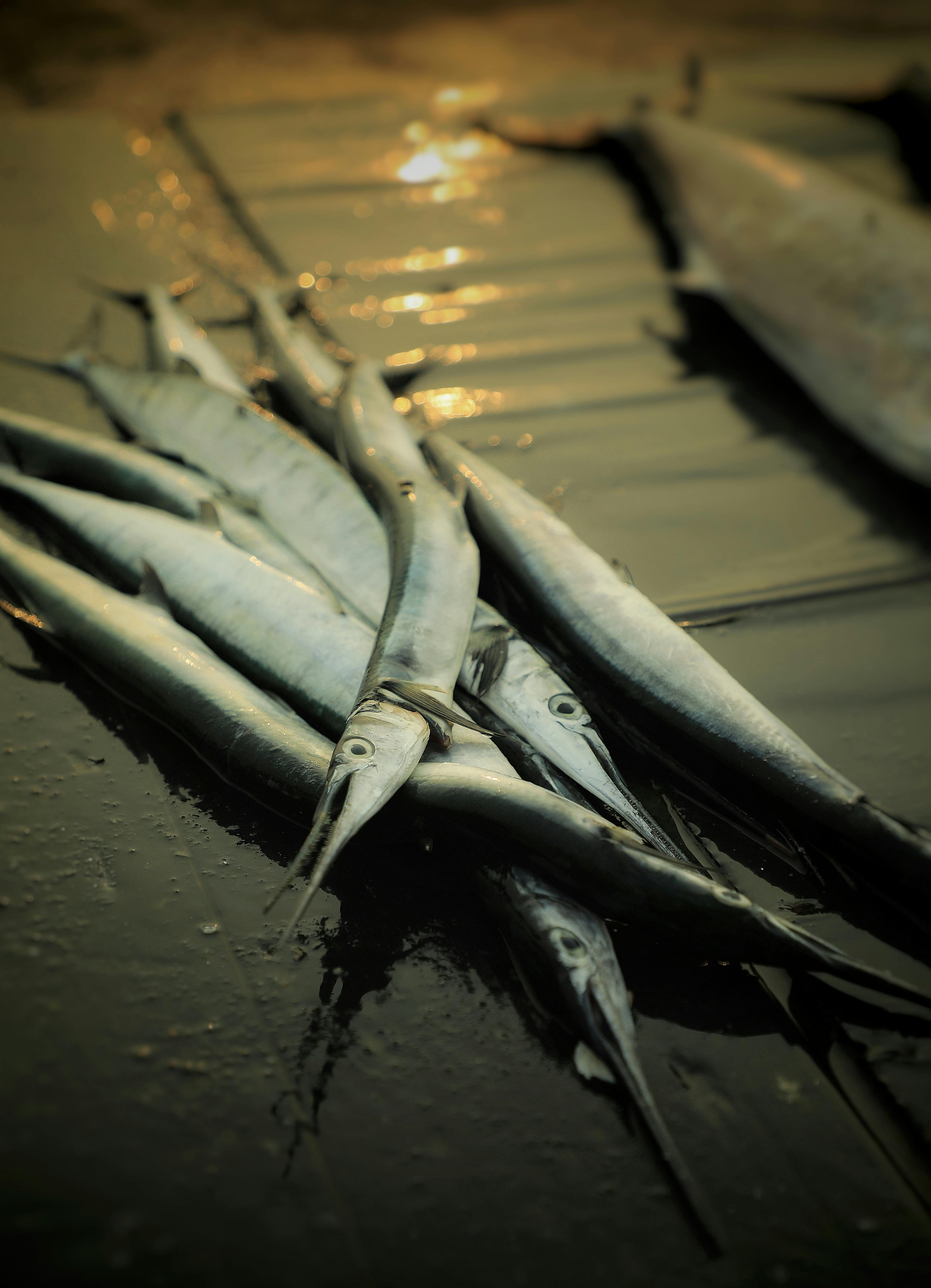 Gray Fish on Gray Surface · Free Stock Photo