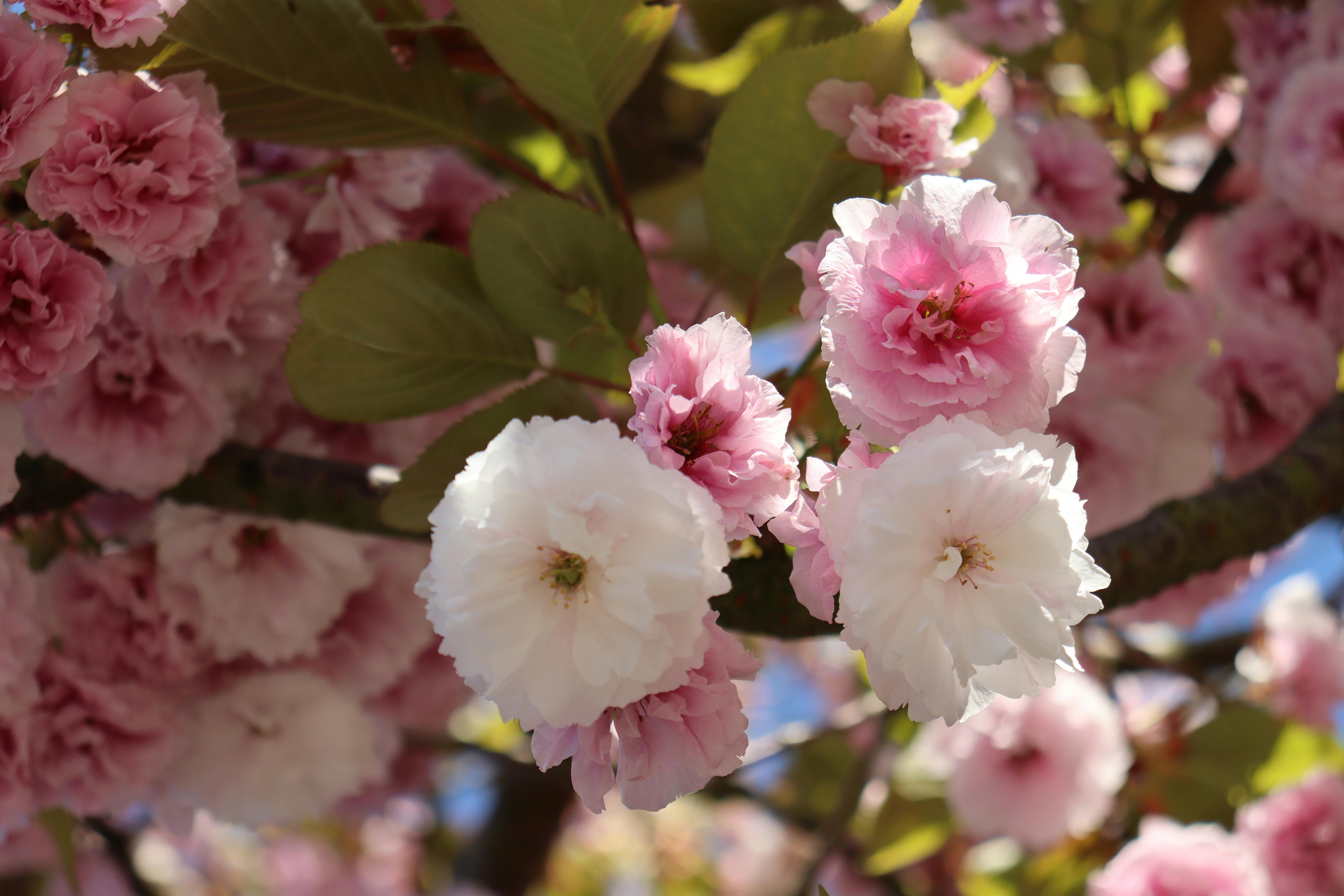 Vibrant Cherry Blossoms in Full Bloom Outdoors · Free Stock Photo
