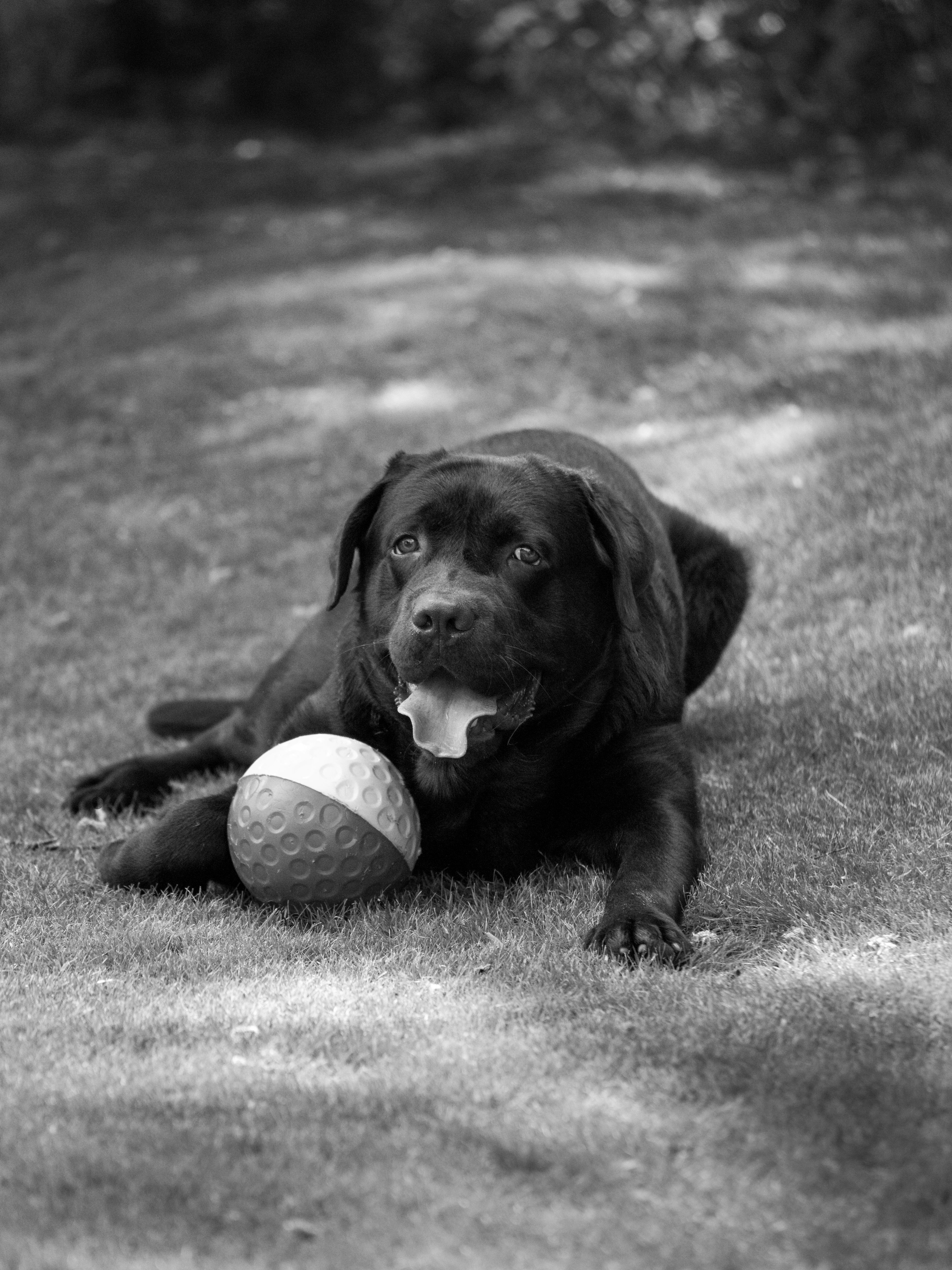 Black Labrador Retriever resting with a ball · Free Stock Photo