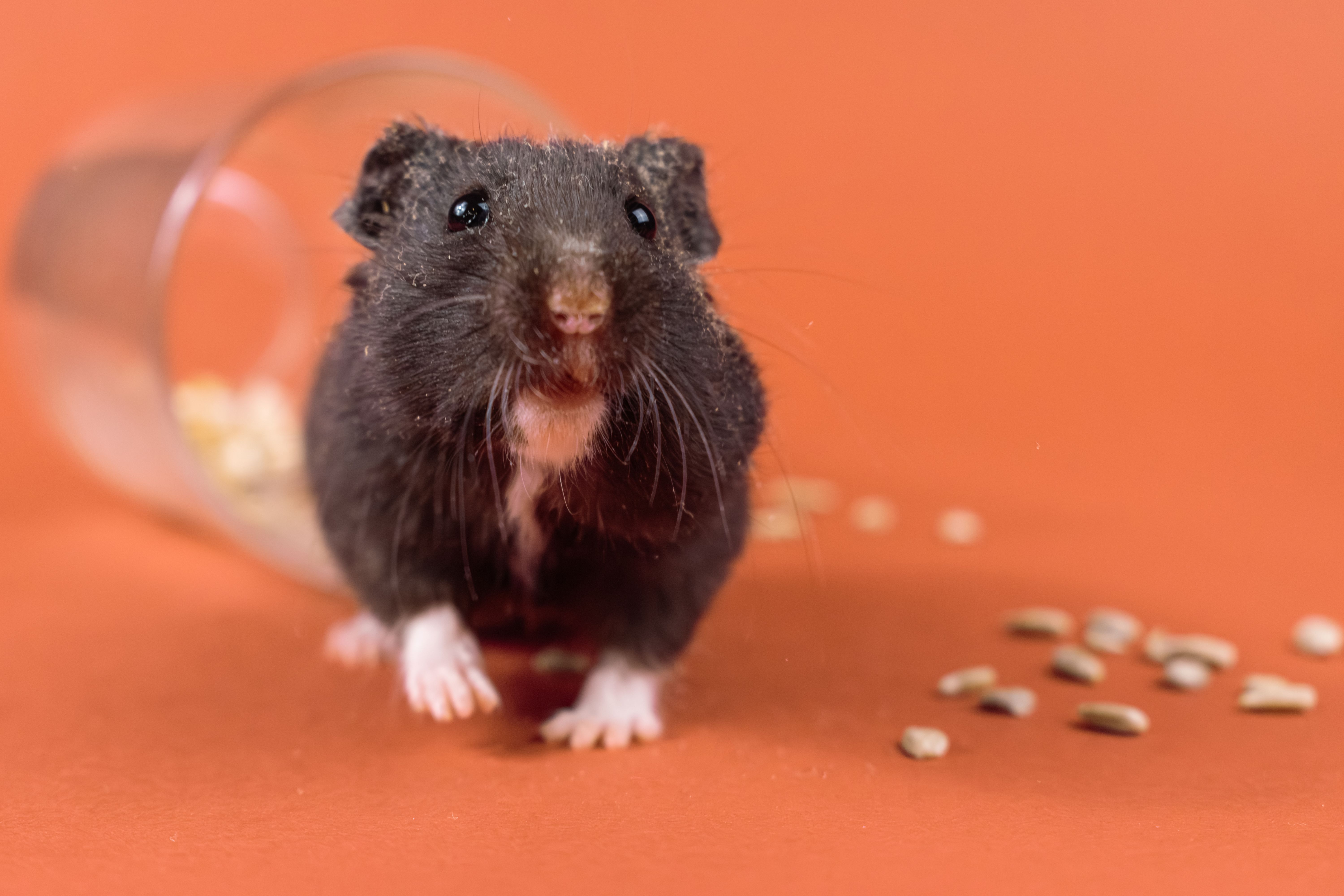 Hamster+Candel Photos, Download The BEST Free Hamster+Candel Stock ...